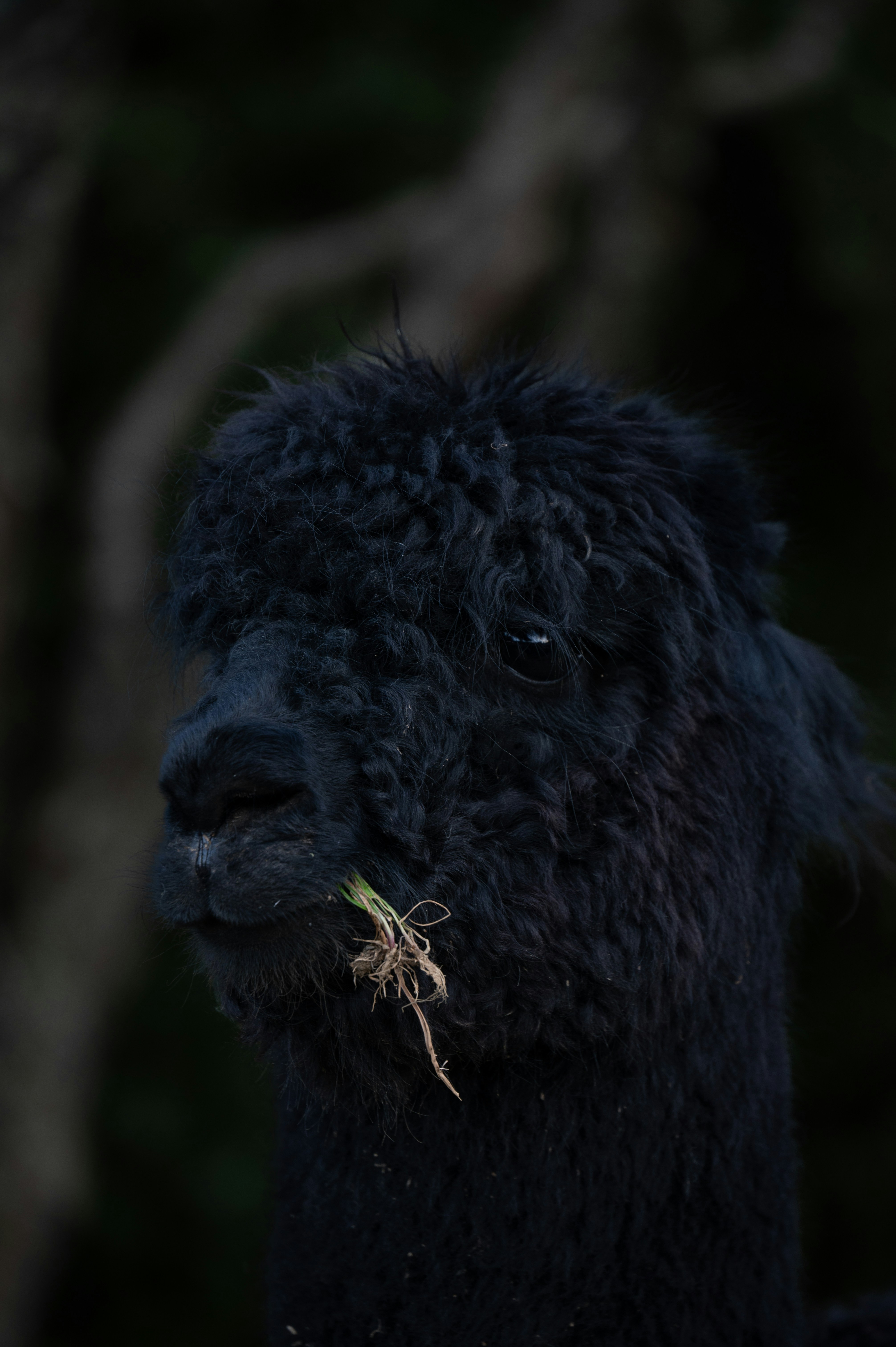 Midnight Grazer: A Black Alp with Grass Between Teeth