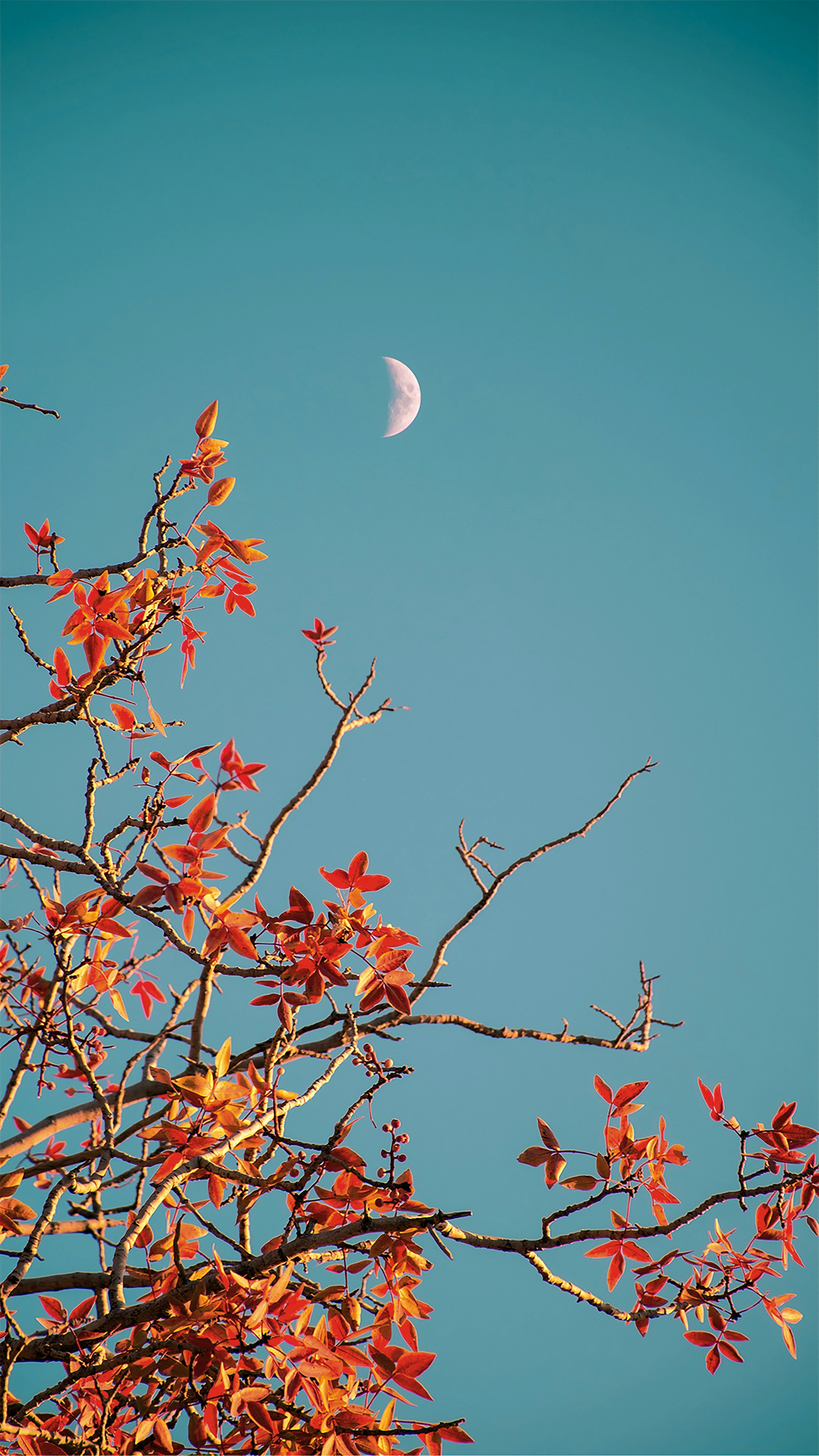 Autumn moon