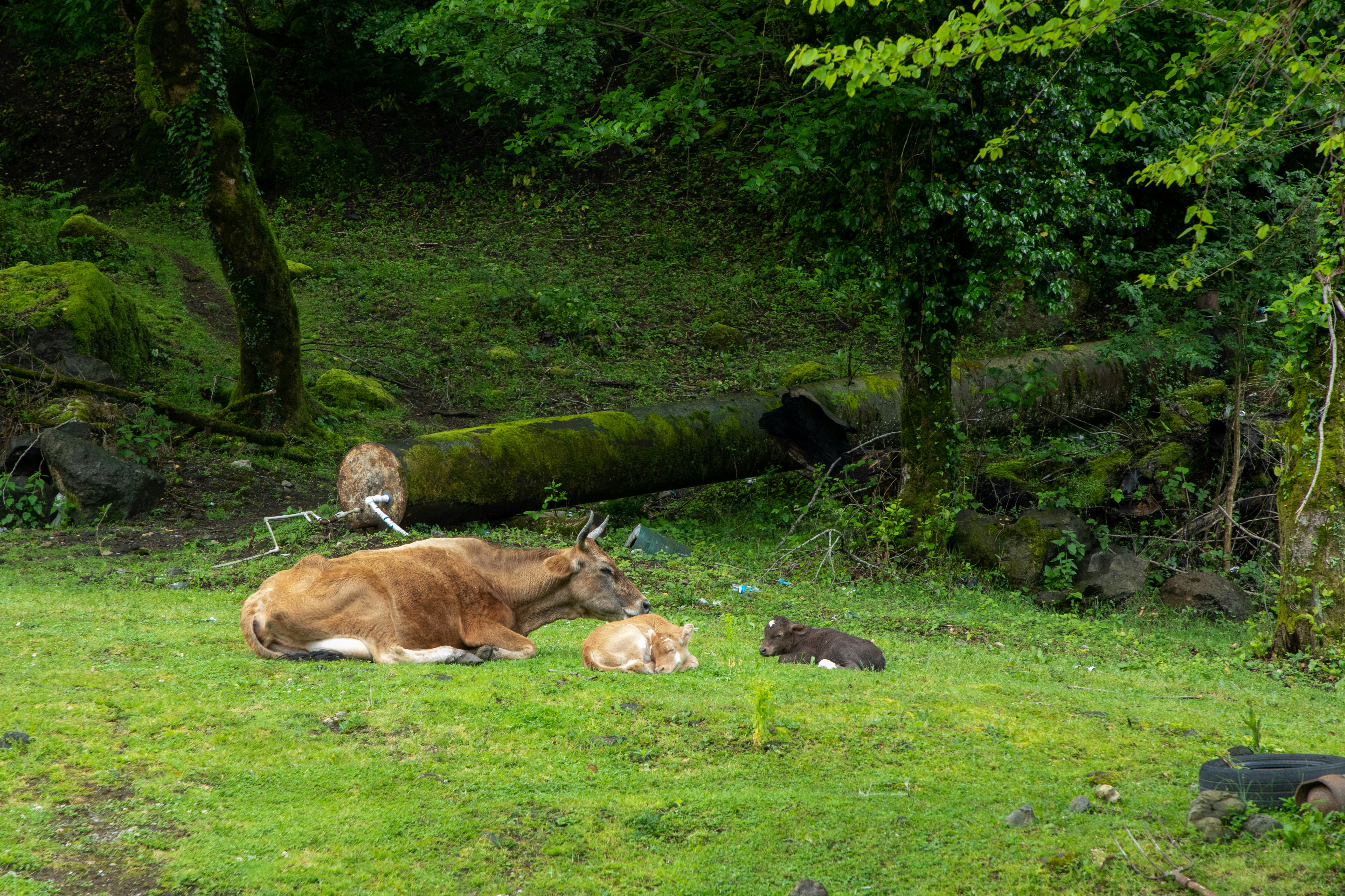 Pasture Quiet: Brown Cow and Calves Rest in Dappled Forest Light