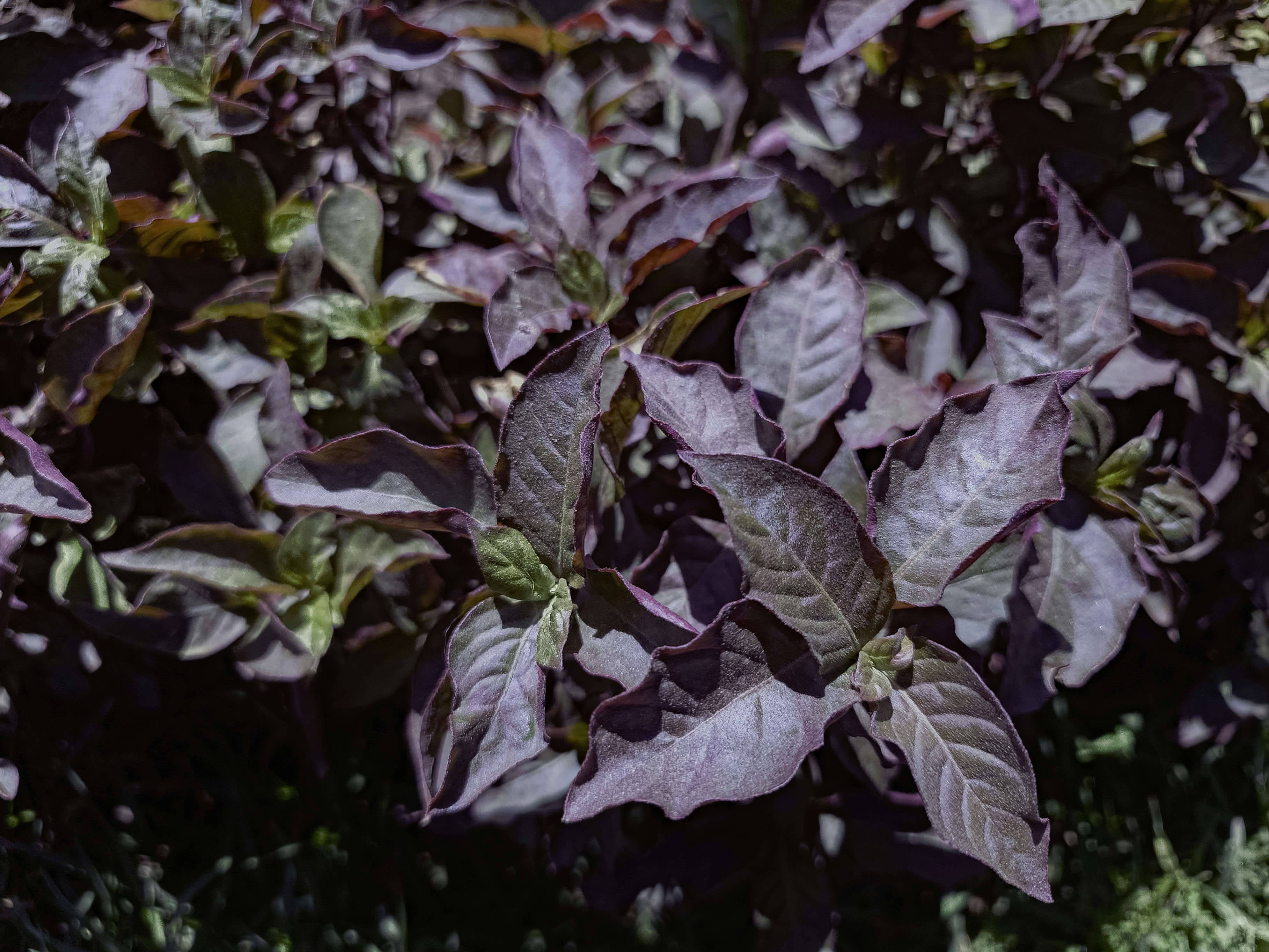 Purple-hued leaves densely packed under dappled sunlight.