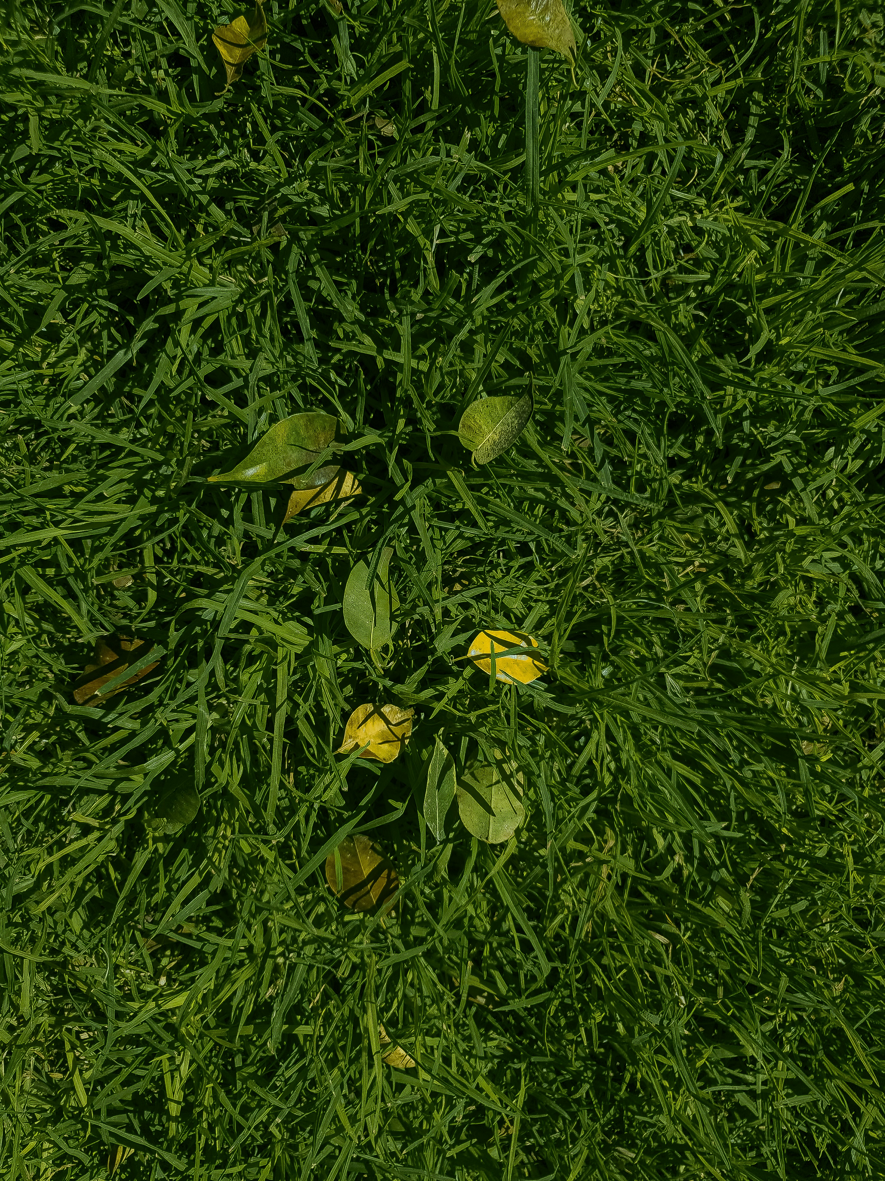 Yellow and green leaves scattered among lush grass.