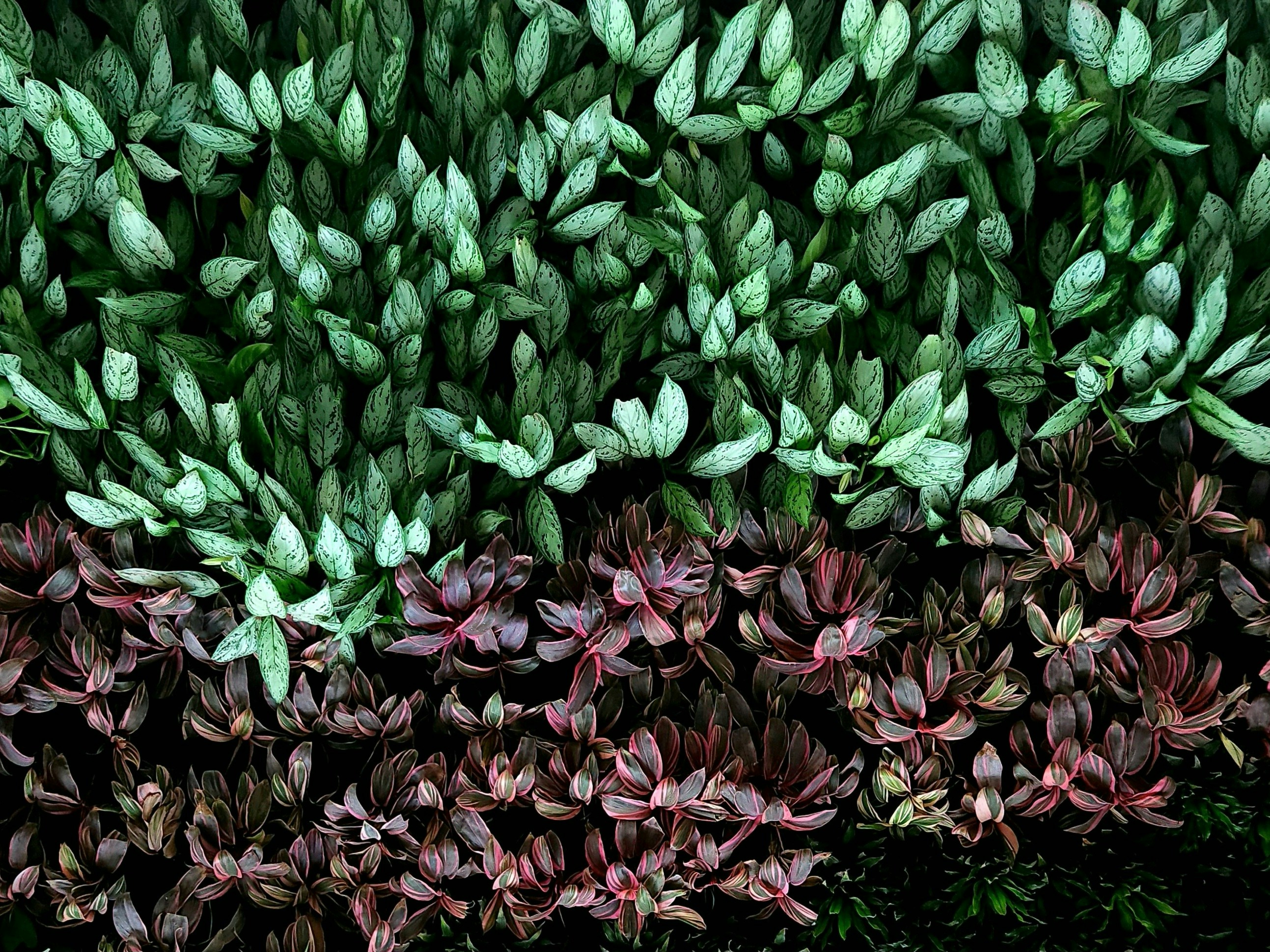 Emerald Crest Over Violet Undergrowth: A Dual-Tone Leafscape