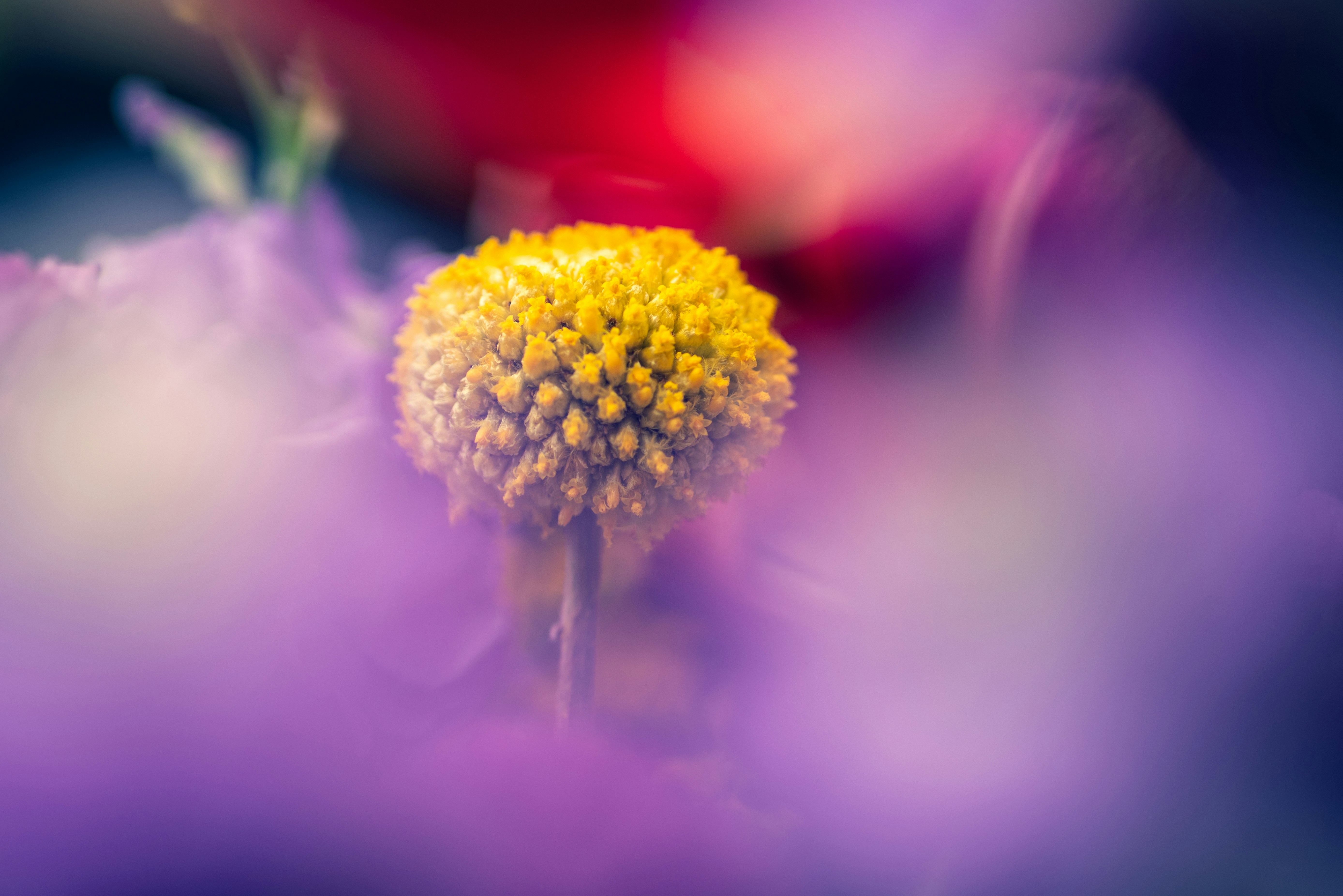 Pollen Crown in Violet Mist: A Macro Portrait of Texture and Color