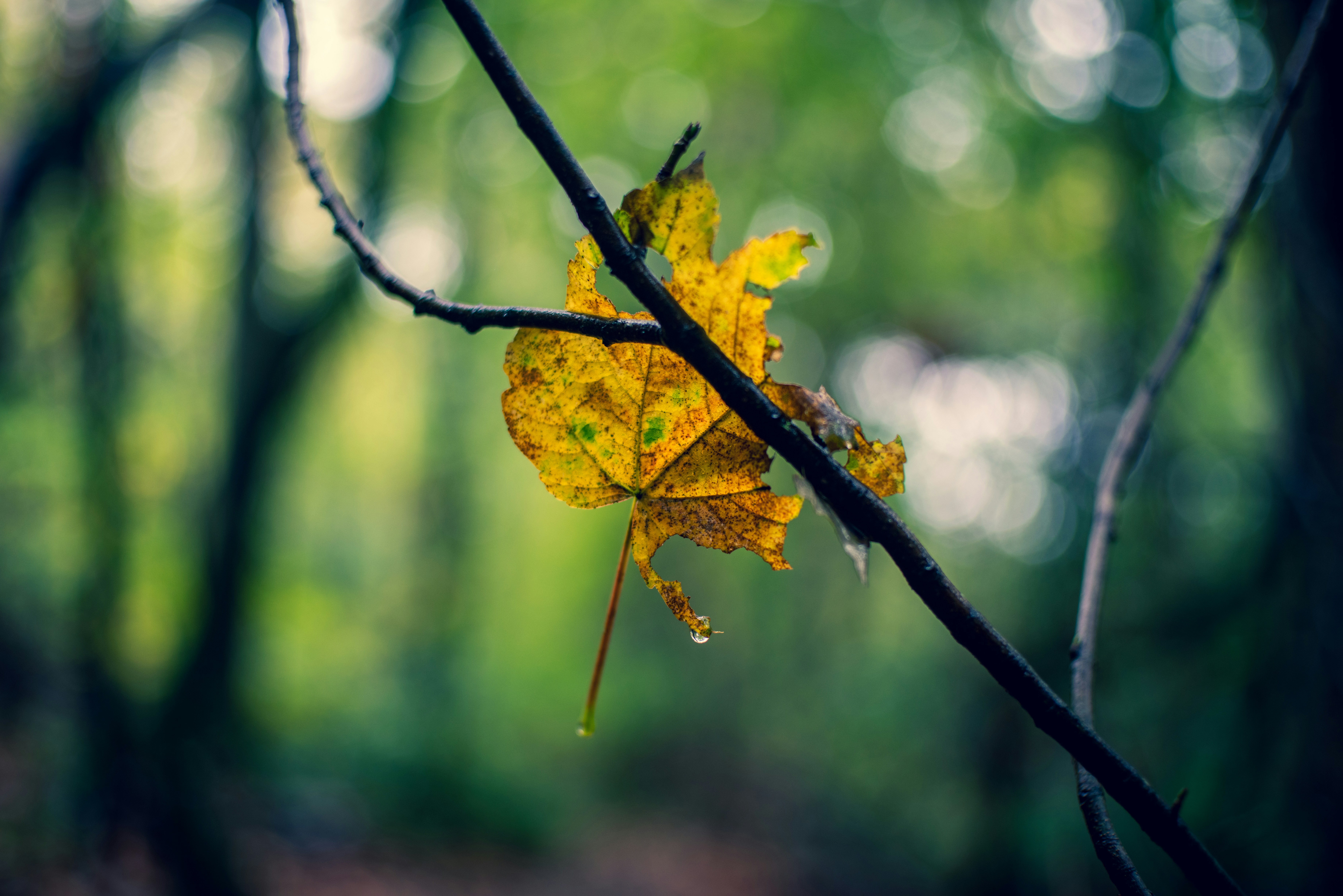 Photo by Doncoombez with Pentax K-1 Mark II