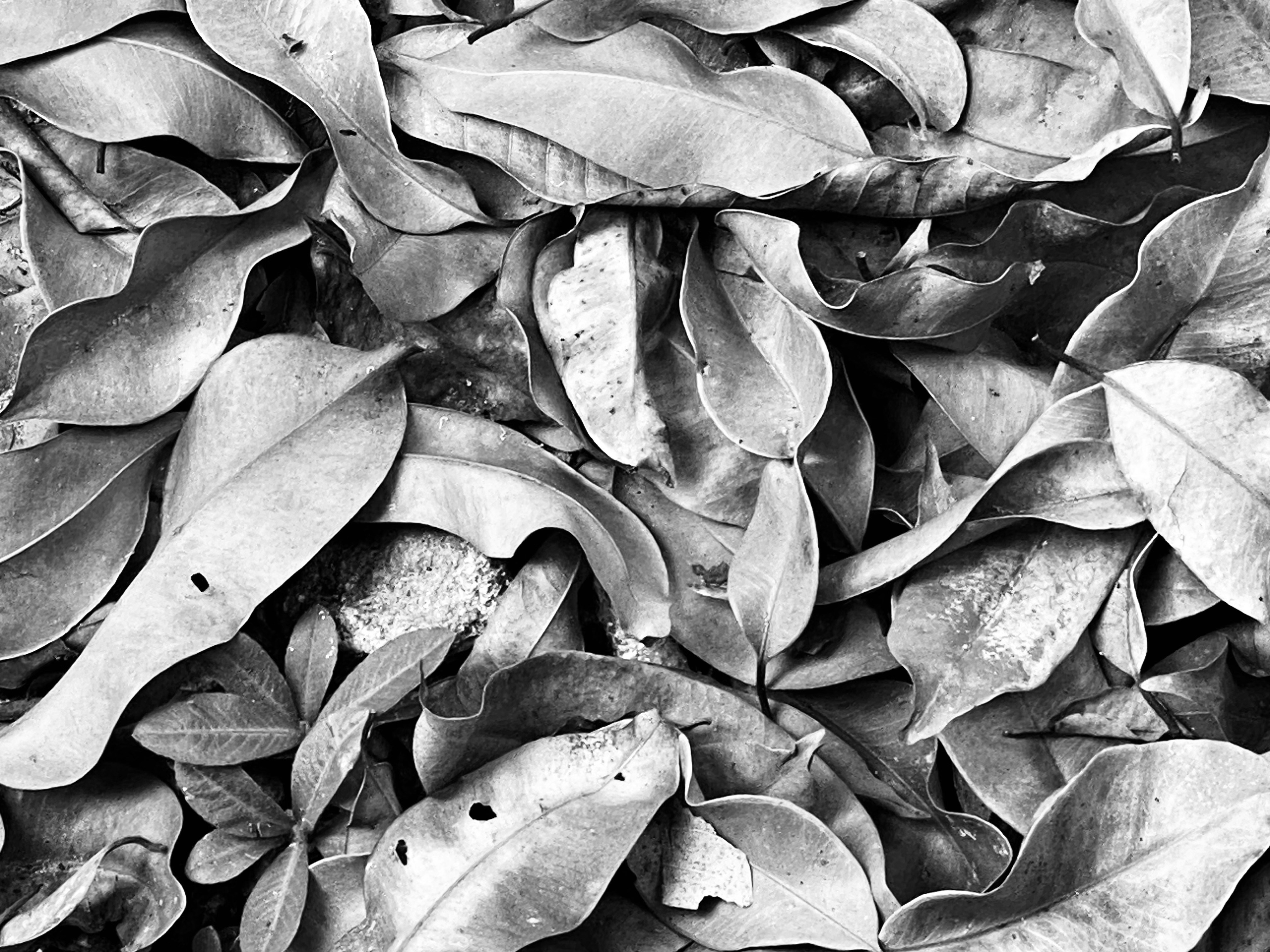 a black and white photo of leaves
