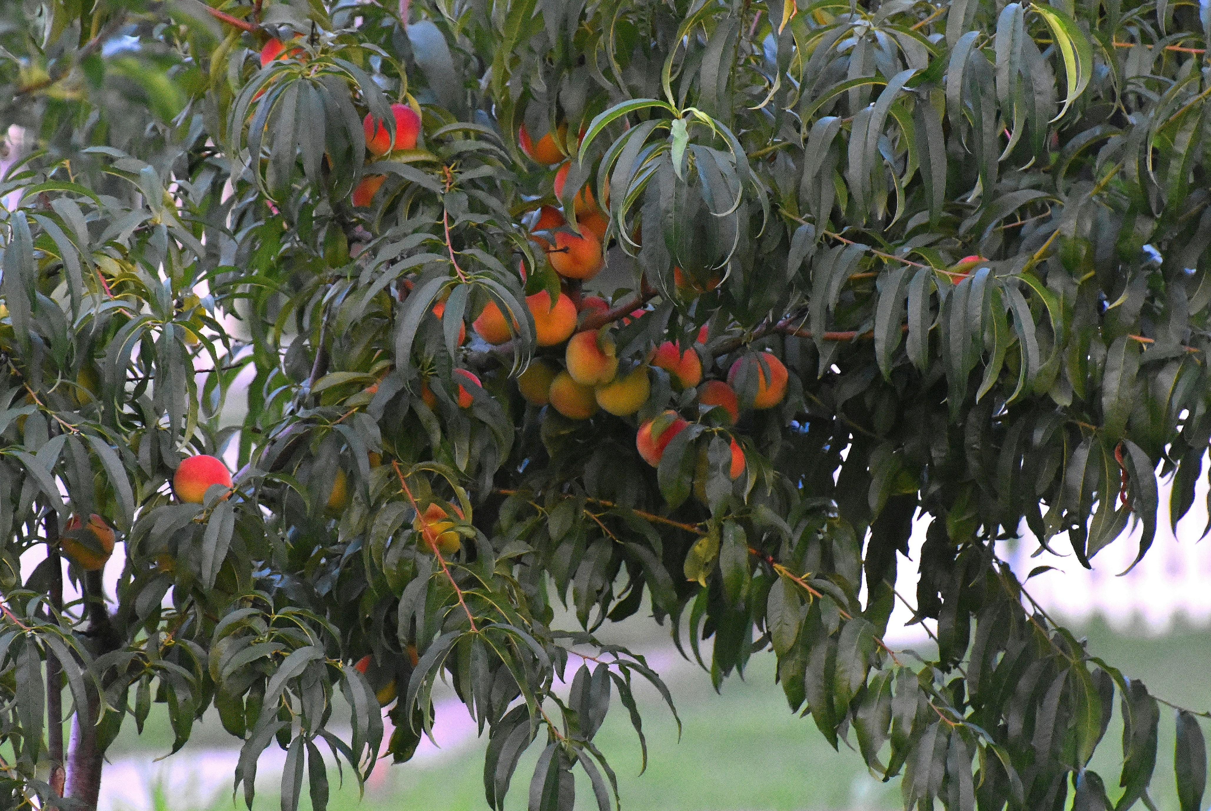 A fruit tree filled with lots of ripe fruit photo – Free Food Image on ...