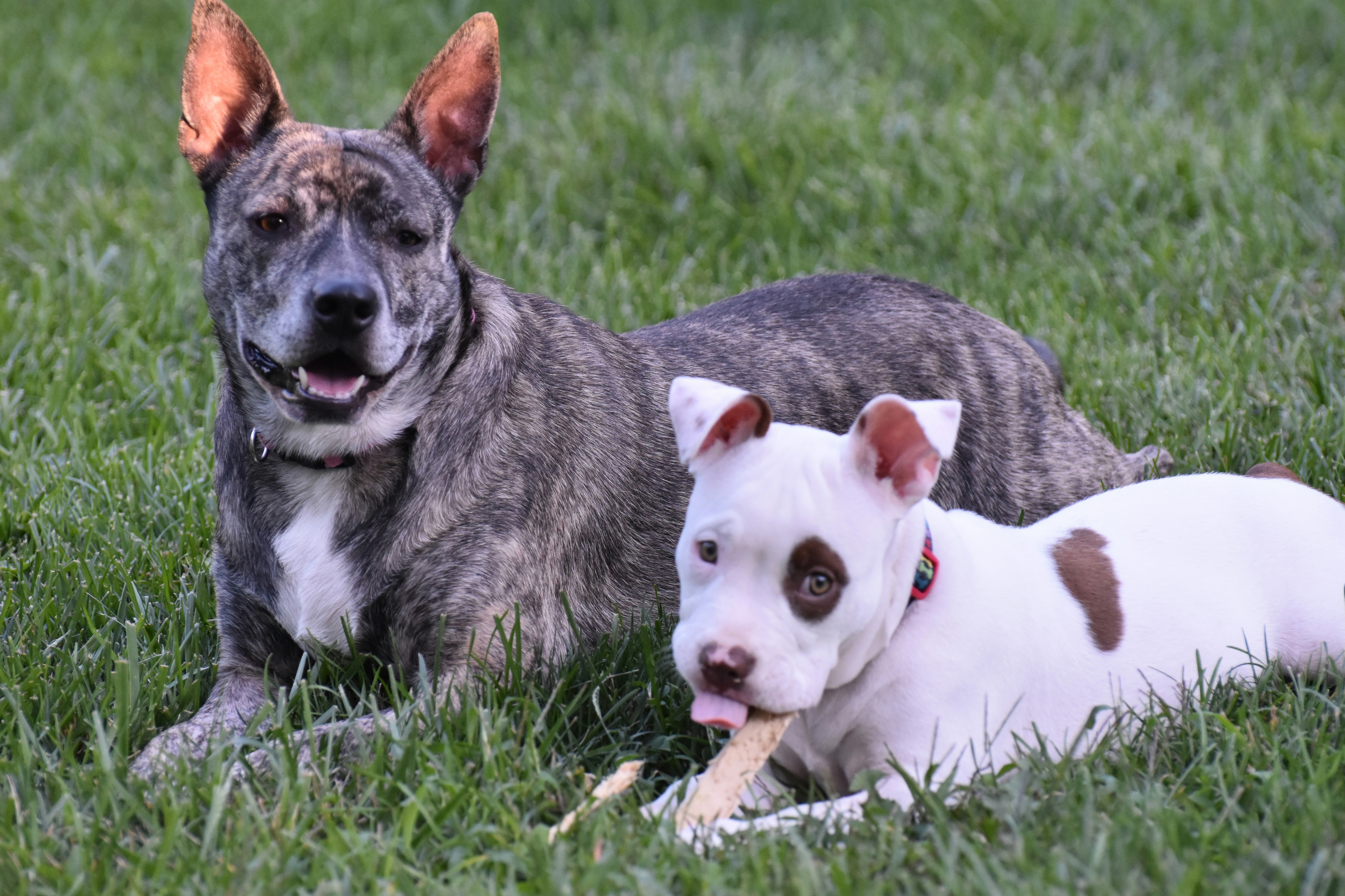 Bulldogs Football A Legacy of Gridiron Excellence