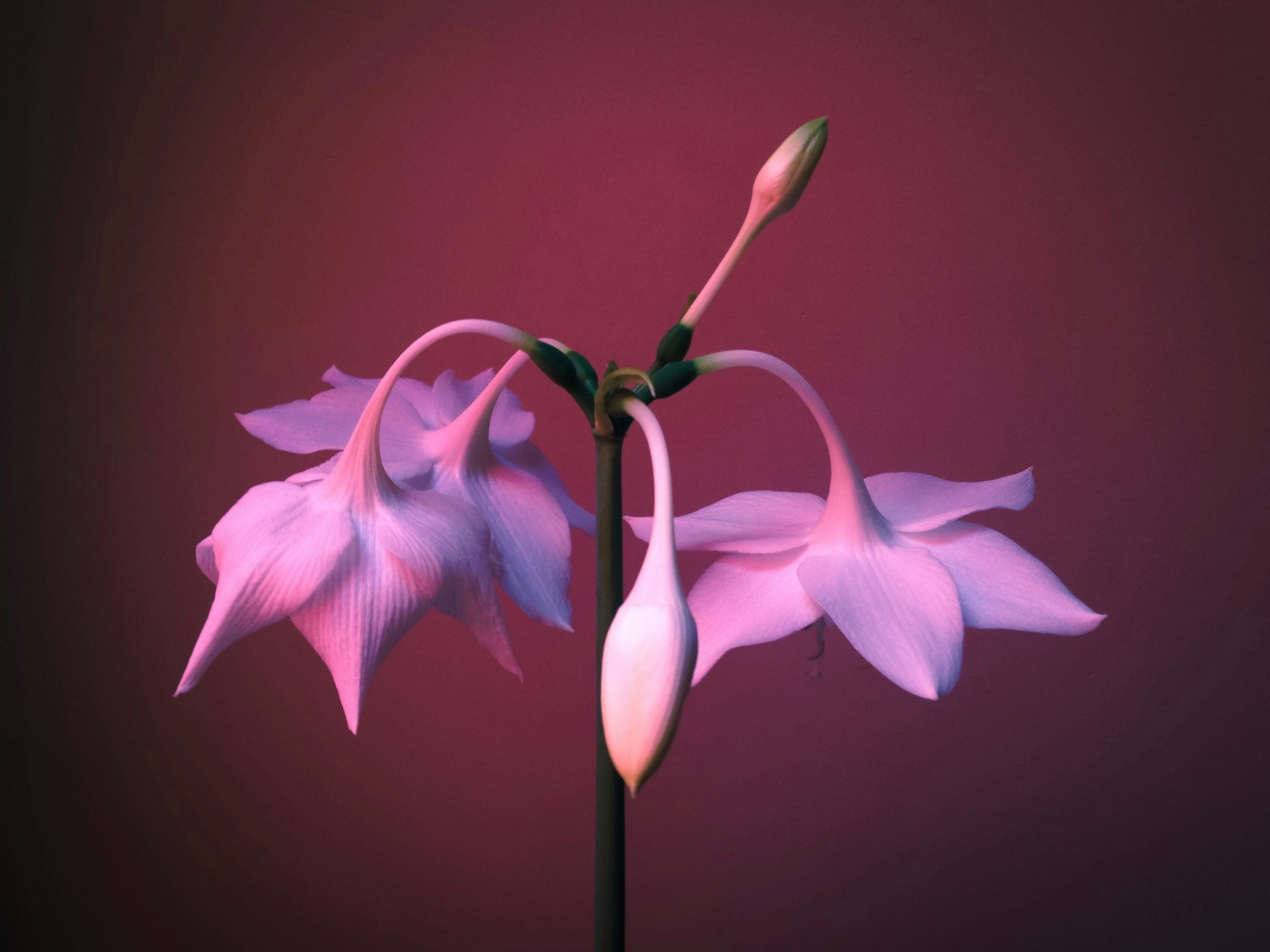 Neon Velvet Orchid: A Pink Bloom in Magenta Light
