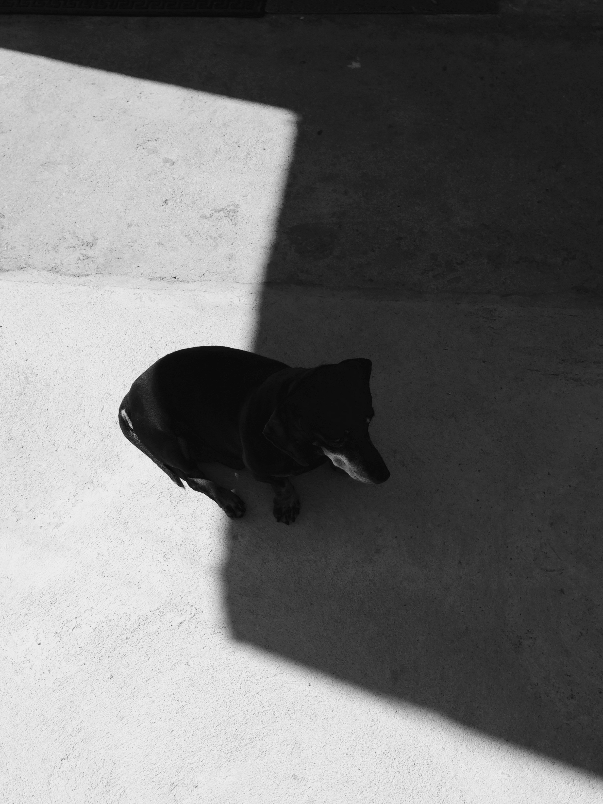 Shadowline Sentinel: A Black Dog Paused on Sunlit Concrete