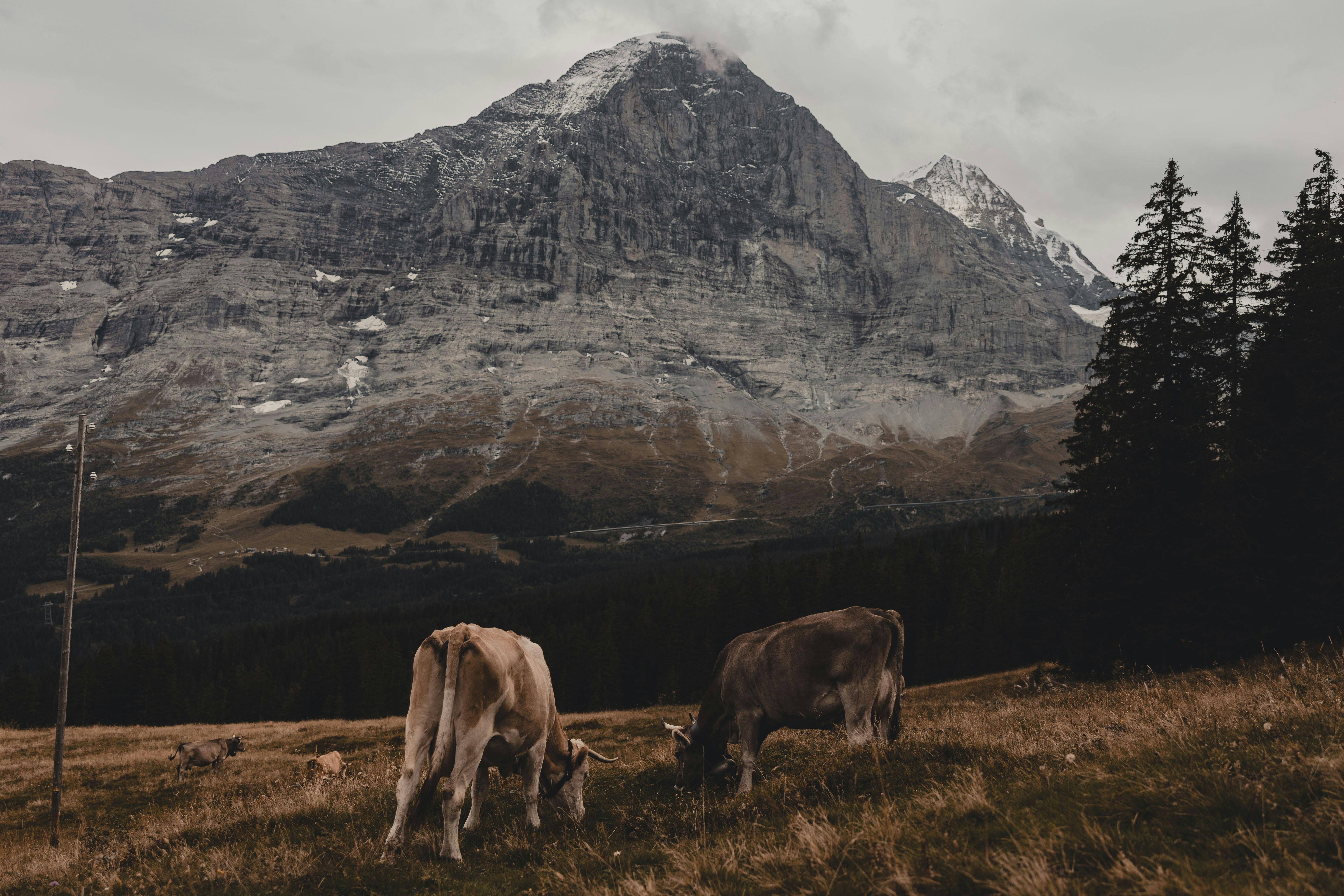 Grazers Beneath the Alpine Crest