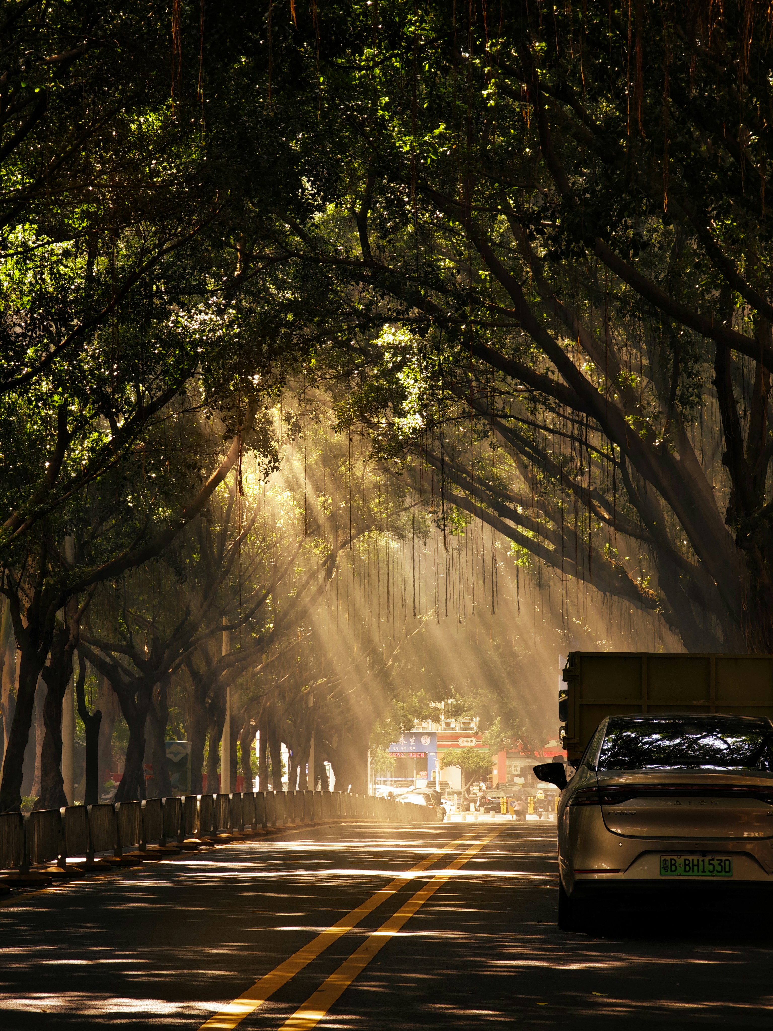 Sunlit Boulevard Under a Canopy: A Quiet Driveway Through Golden Rays