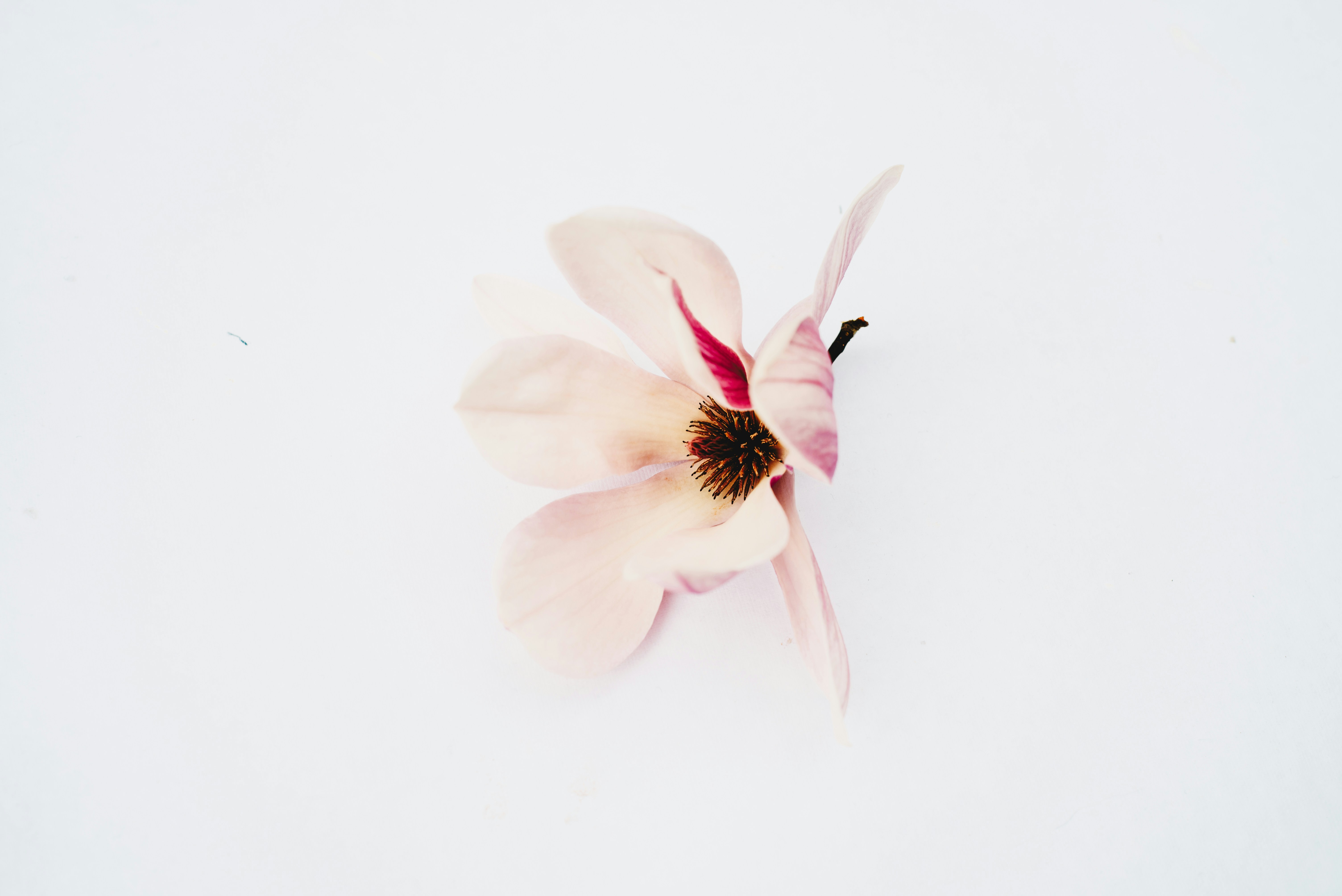 A single pink flower on a white background photo – Free Flower Image on ...