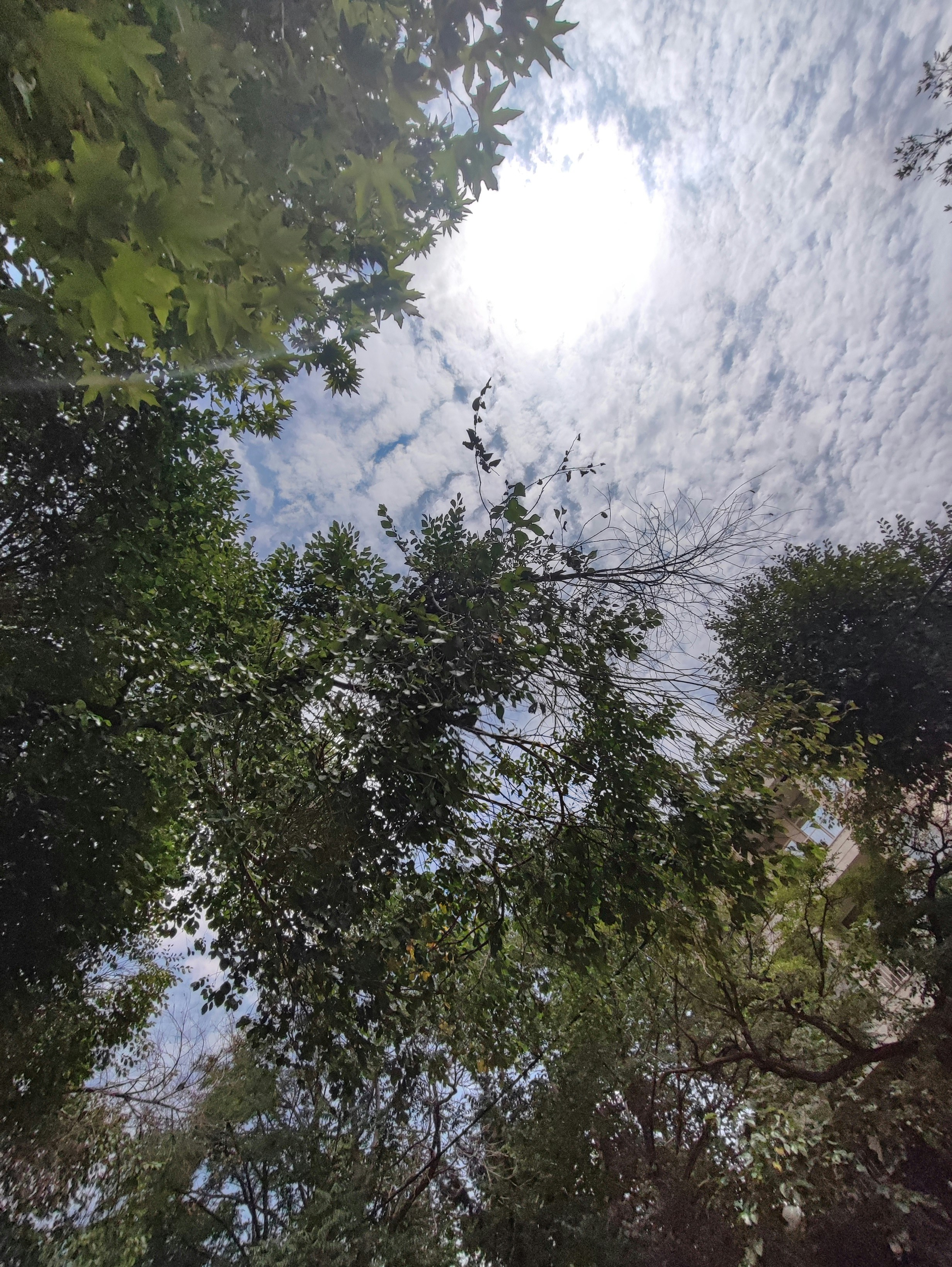 Photo by Haniye Fadaeei with Xiaomi 11T Pro