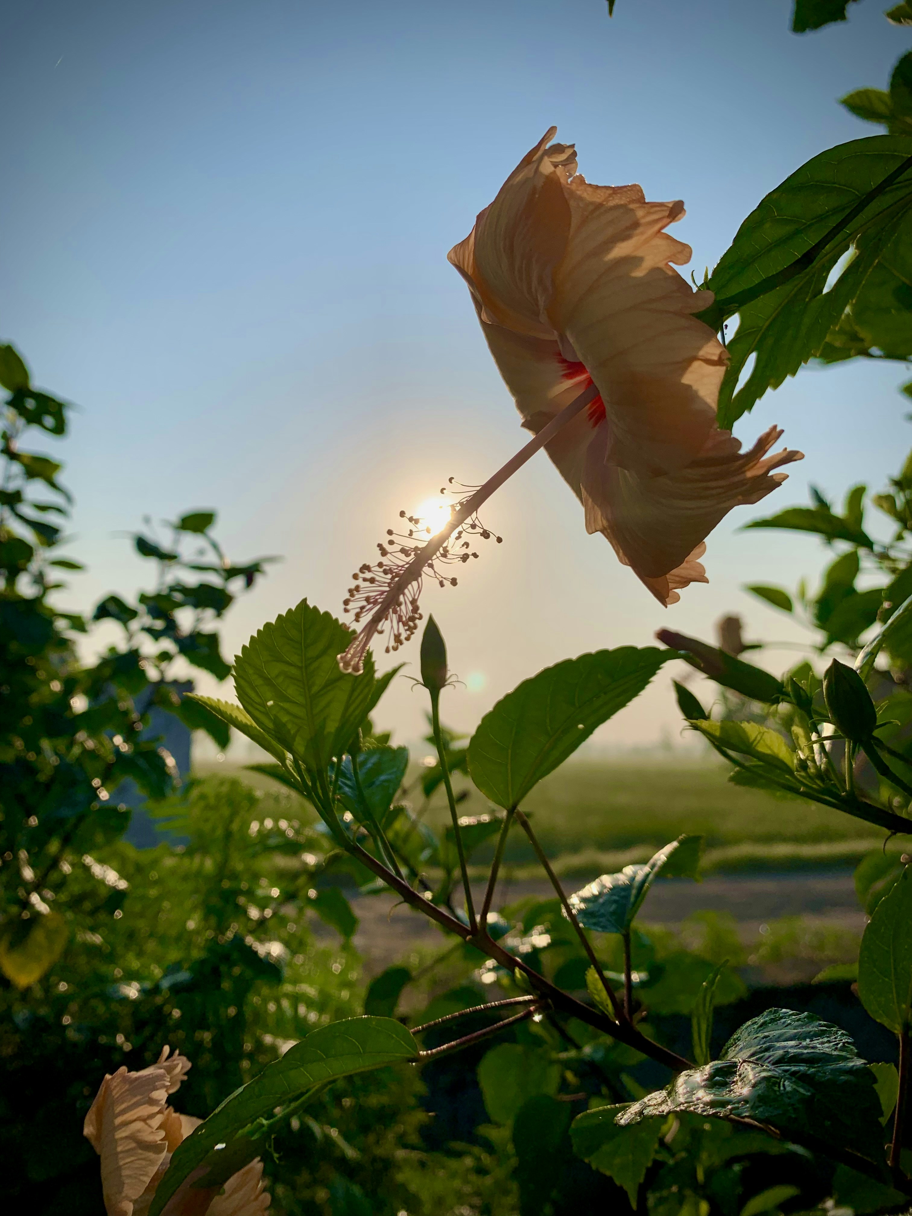 Sunlit Hibiscus Halo: A Peach Bloom Against the Dawn