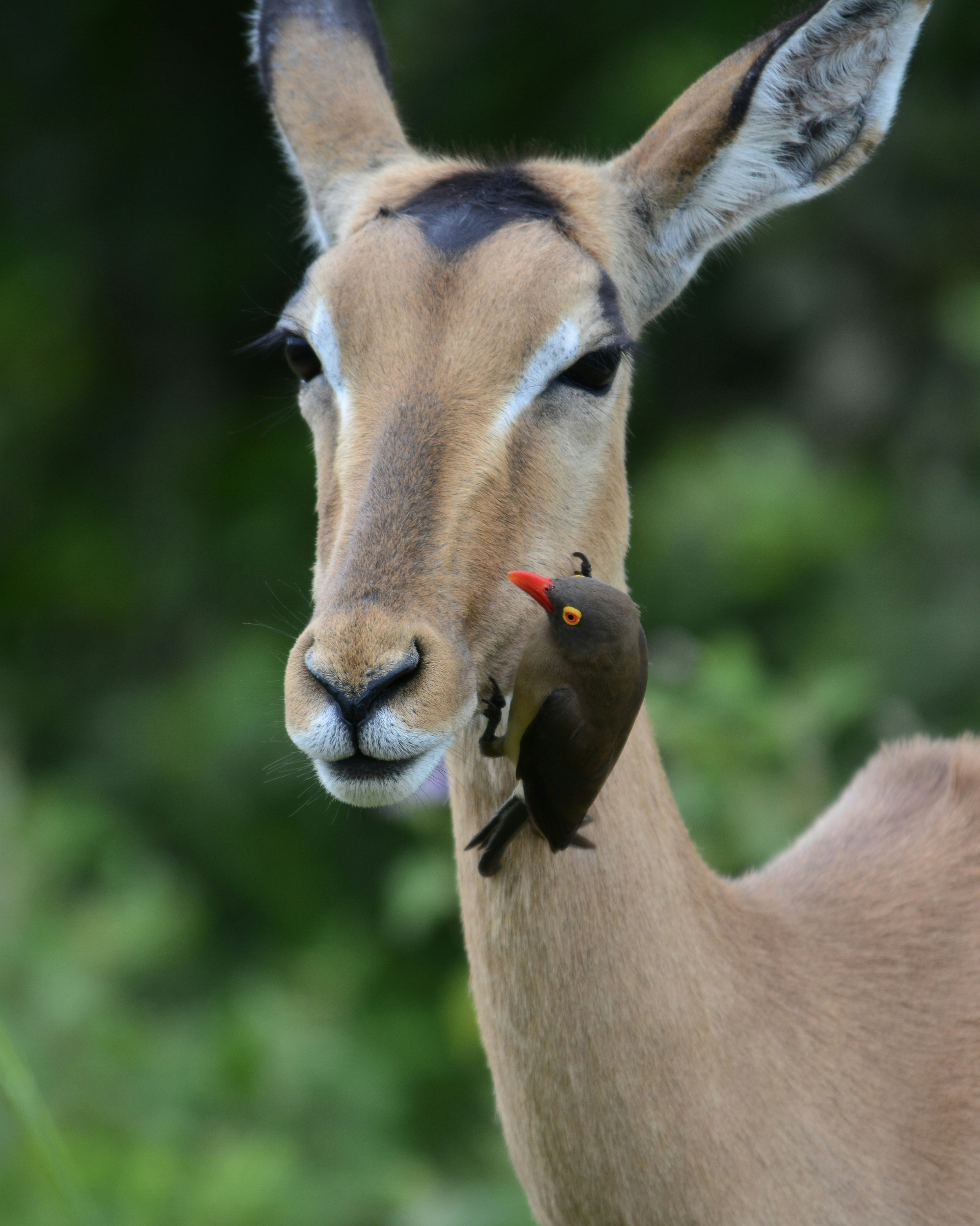 Hartebeest Gaze with a Red-Billed Oxpecker Companion