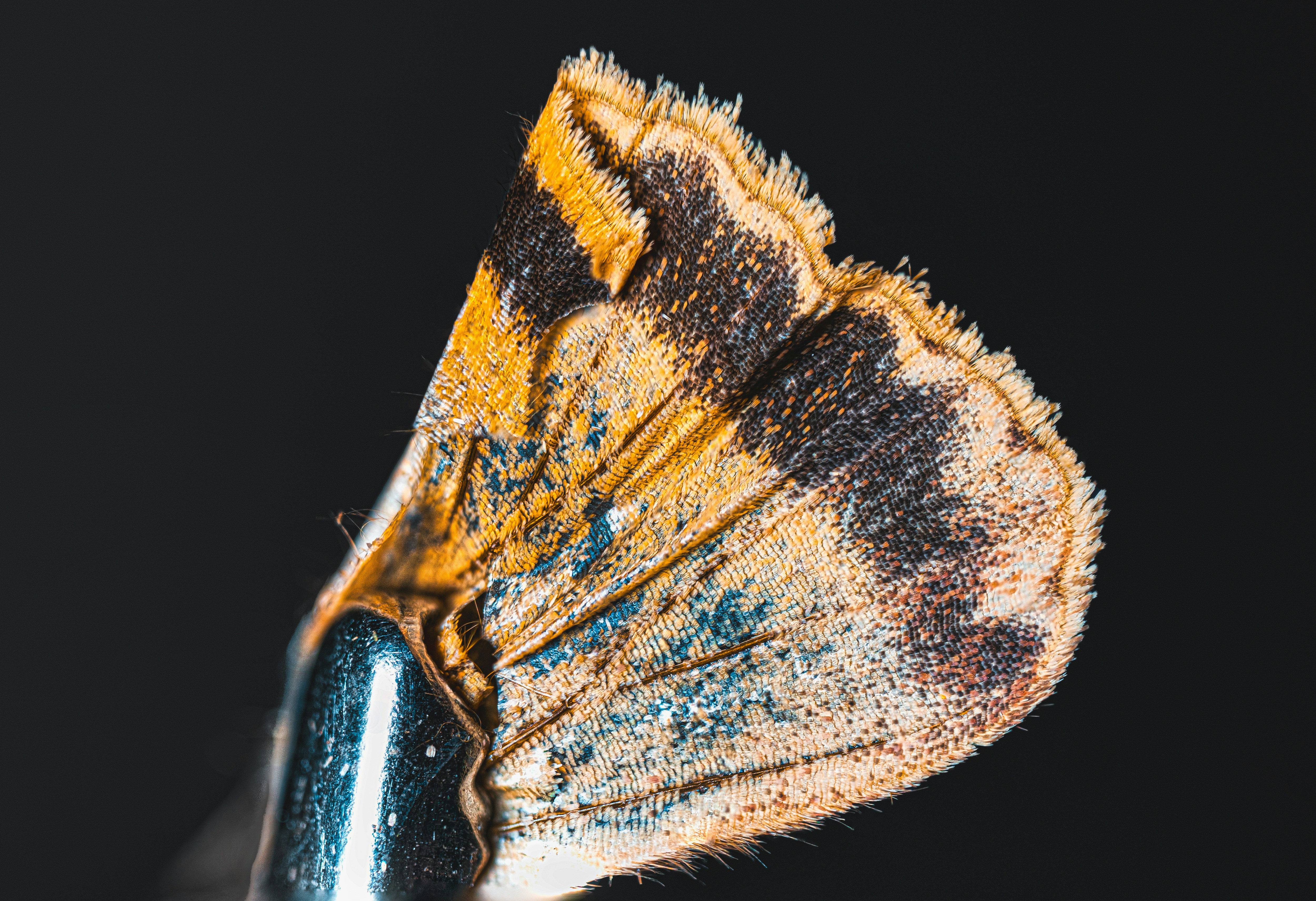 A close up of a blue and yellow insect photo – Free Flower Image on ...