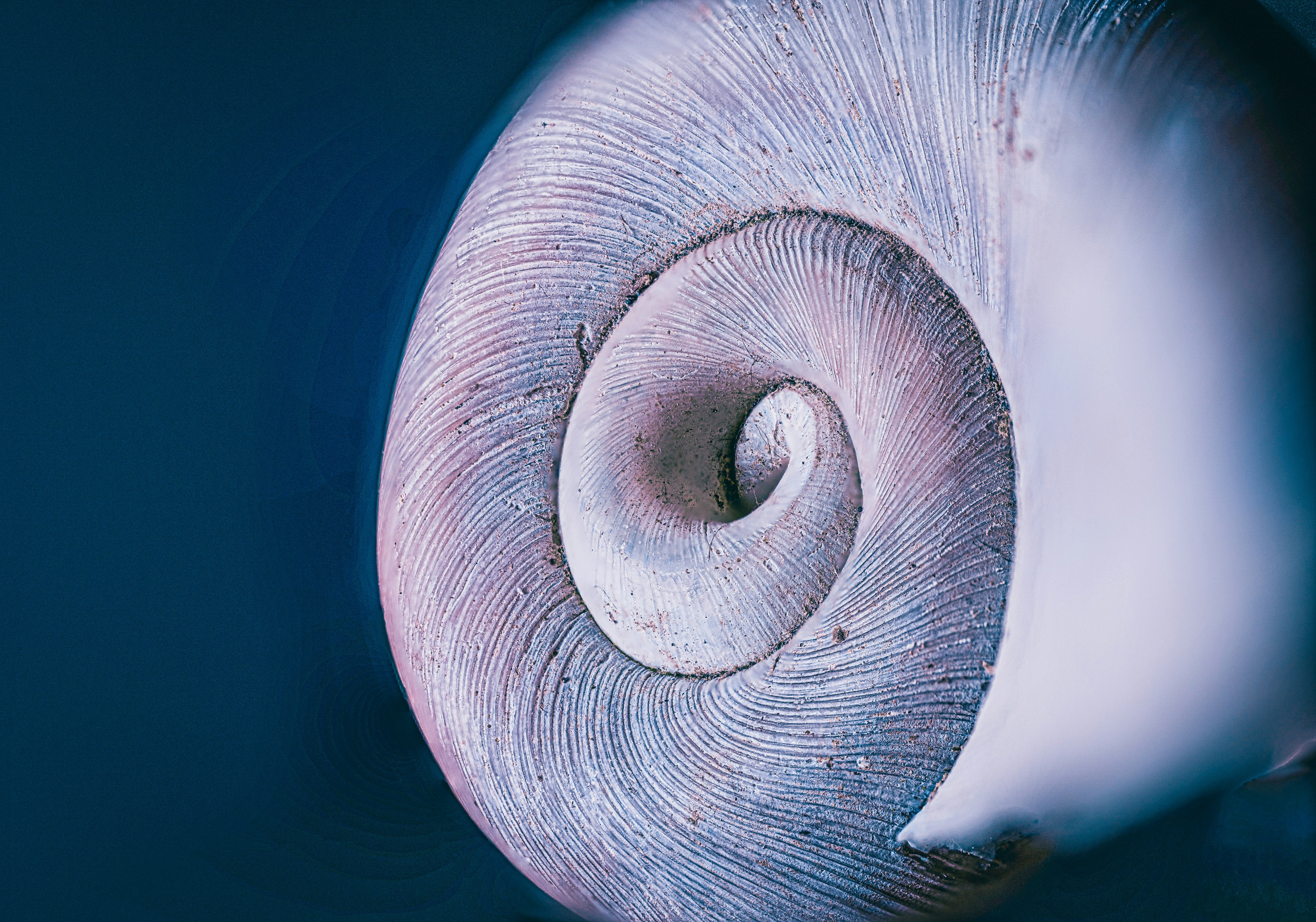 A close up of a snail's shell on a blue background photo – Free ...