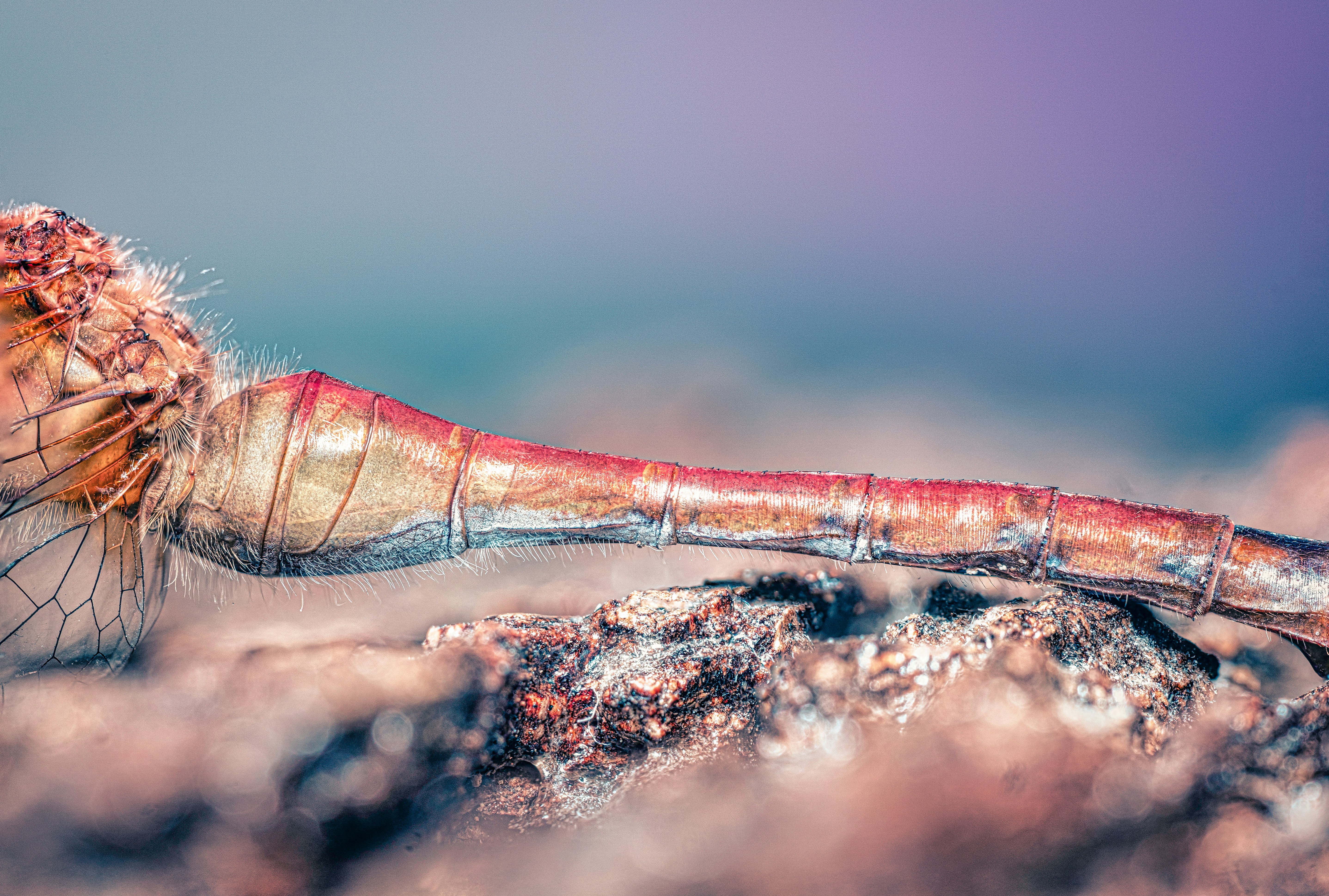 The Resilient Stride: A Macro Moment on a Dragonfruit Ridge
