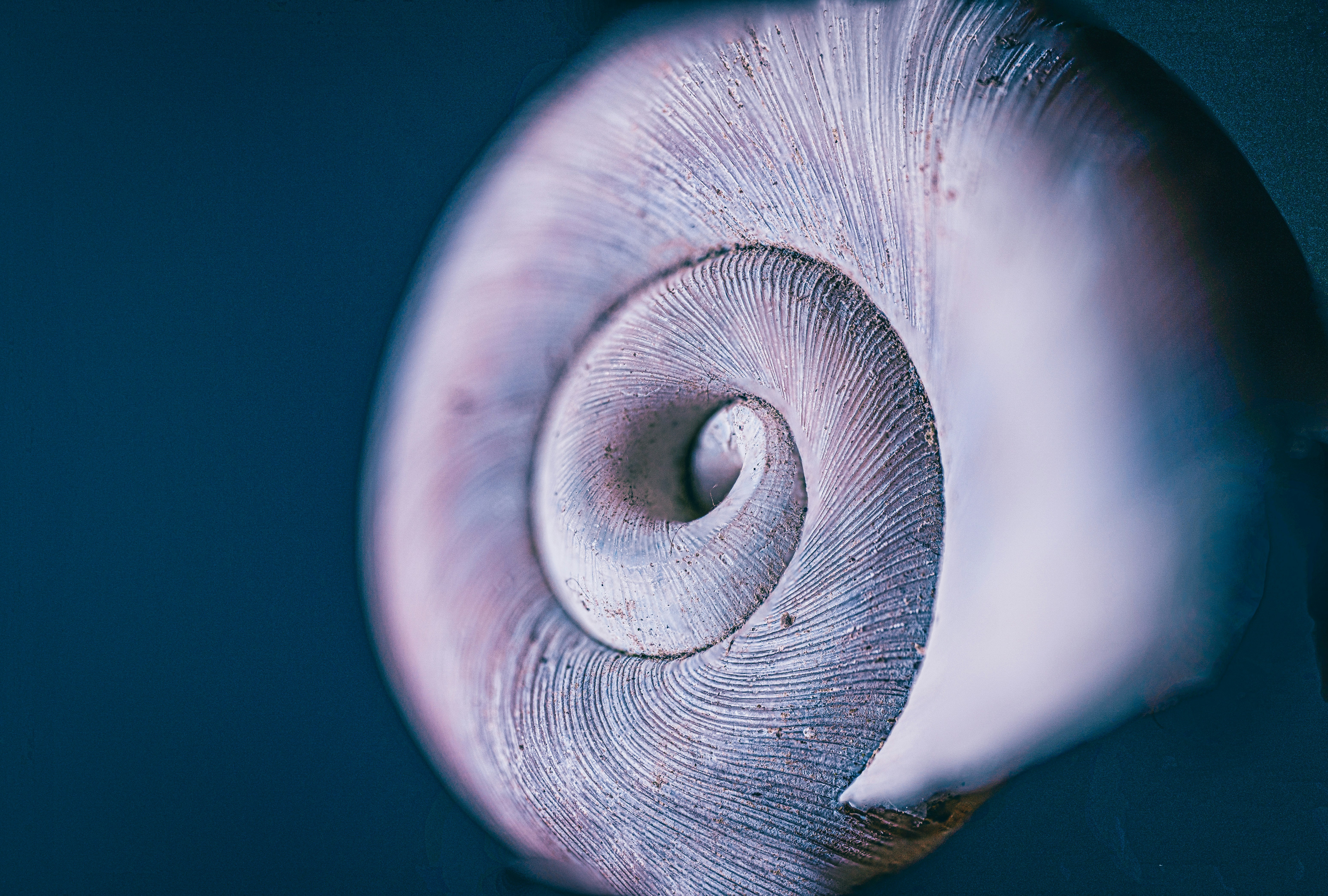 A close up of a shell with a blue background photo – Free Seashell ...