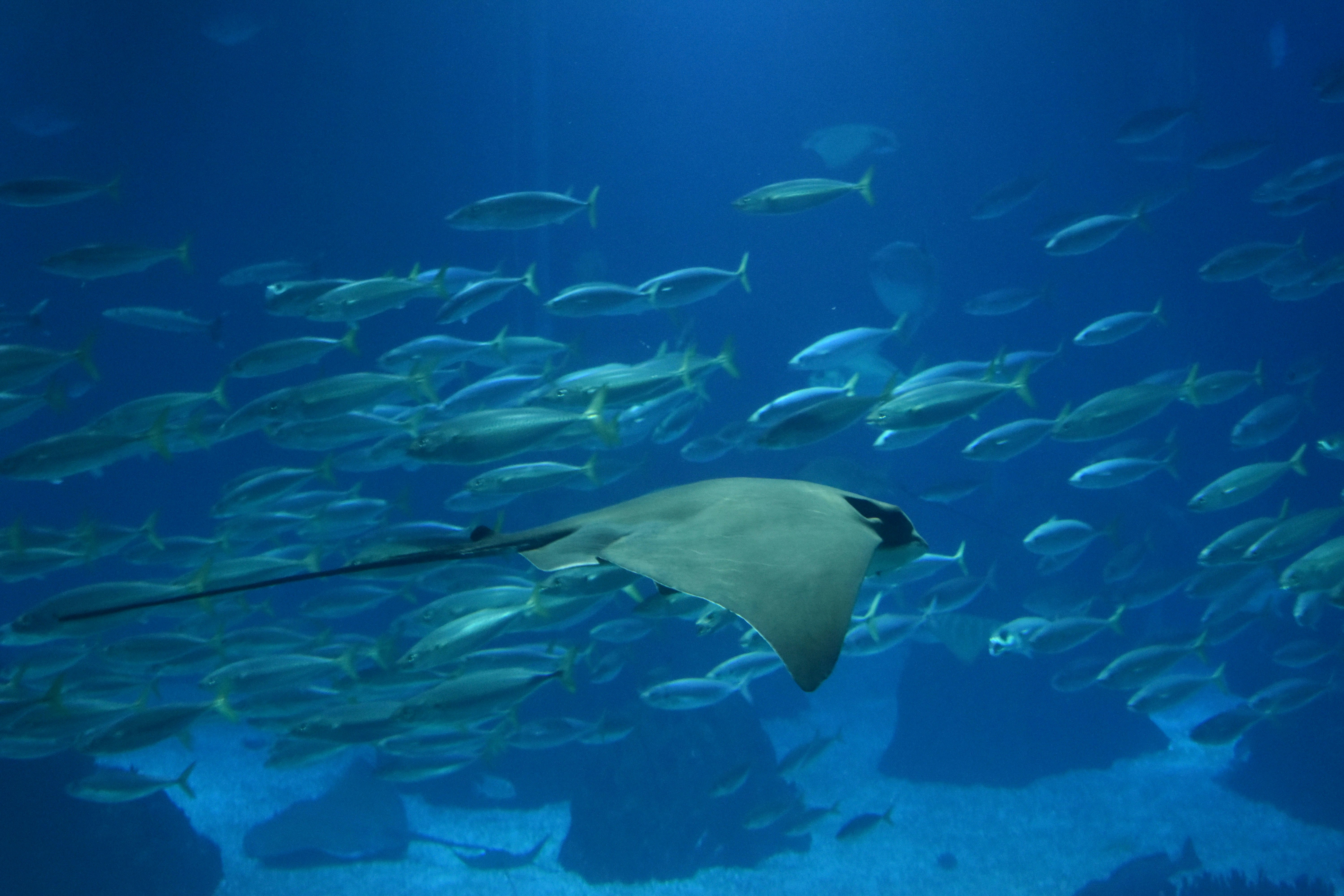 Stingray Fish Pictures | Download Free Images on Unsplash