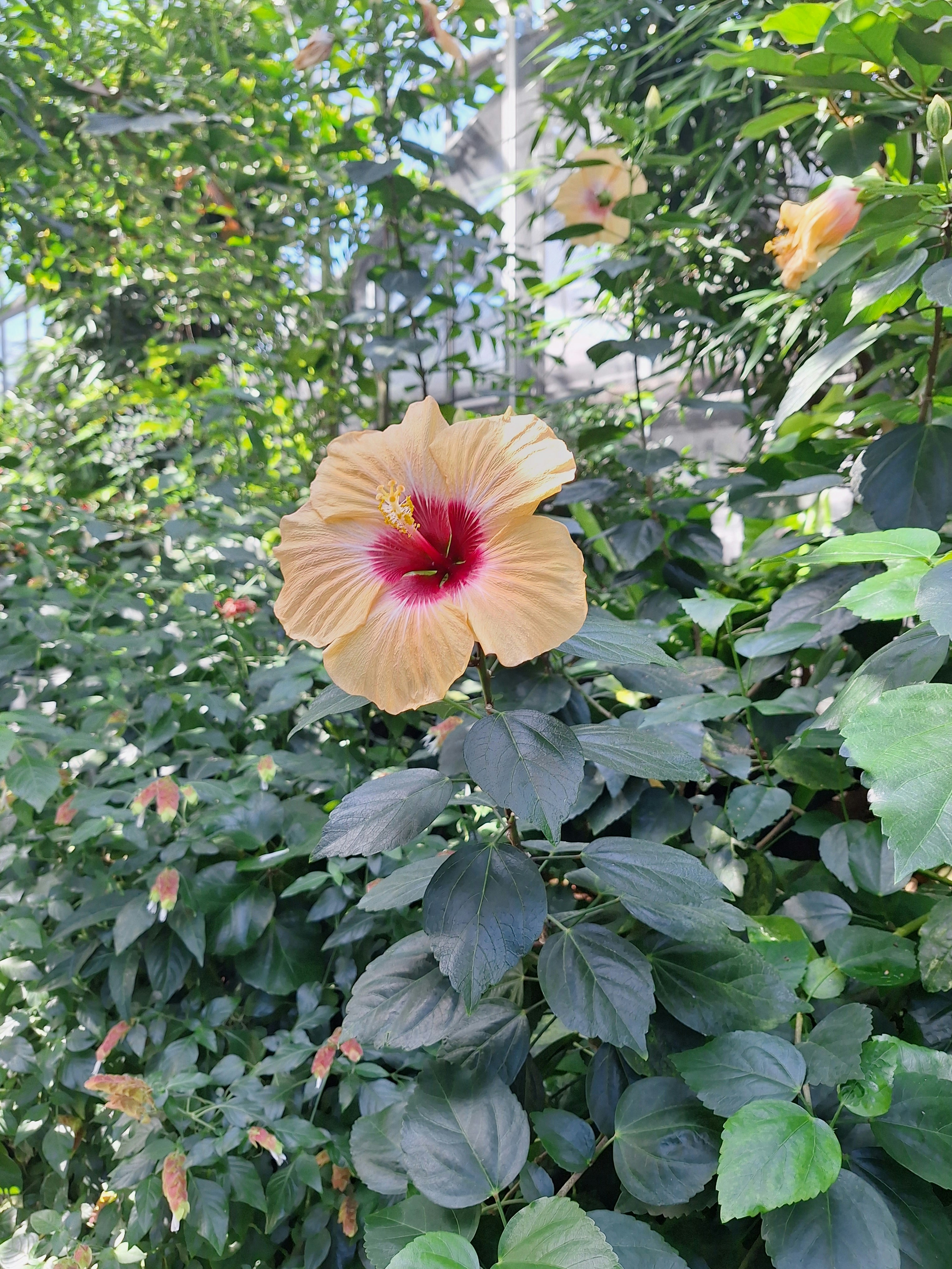 Peach hibiscus flower with deep red center surrounded by lush green foliage in a vibrant greenhouse setting.