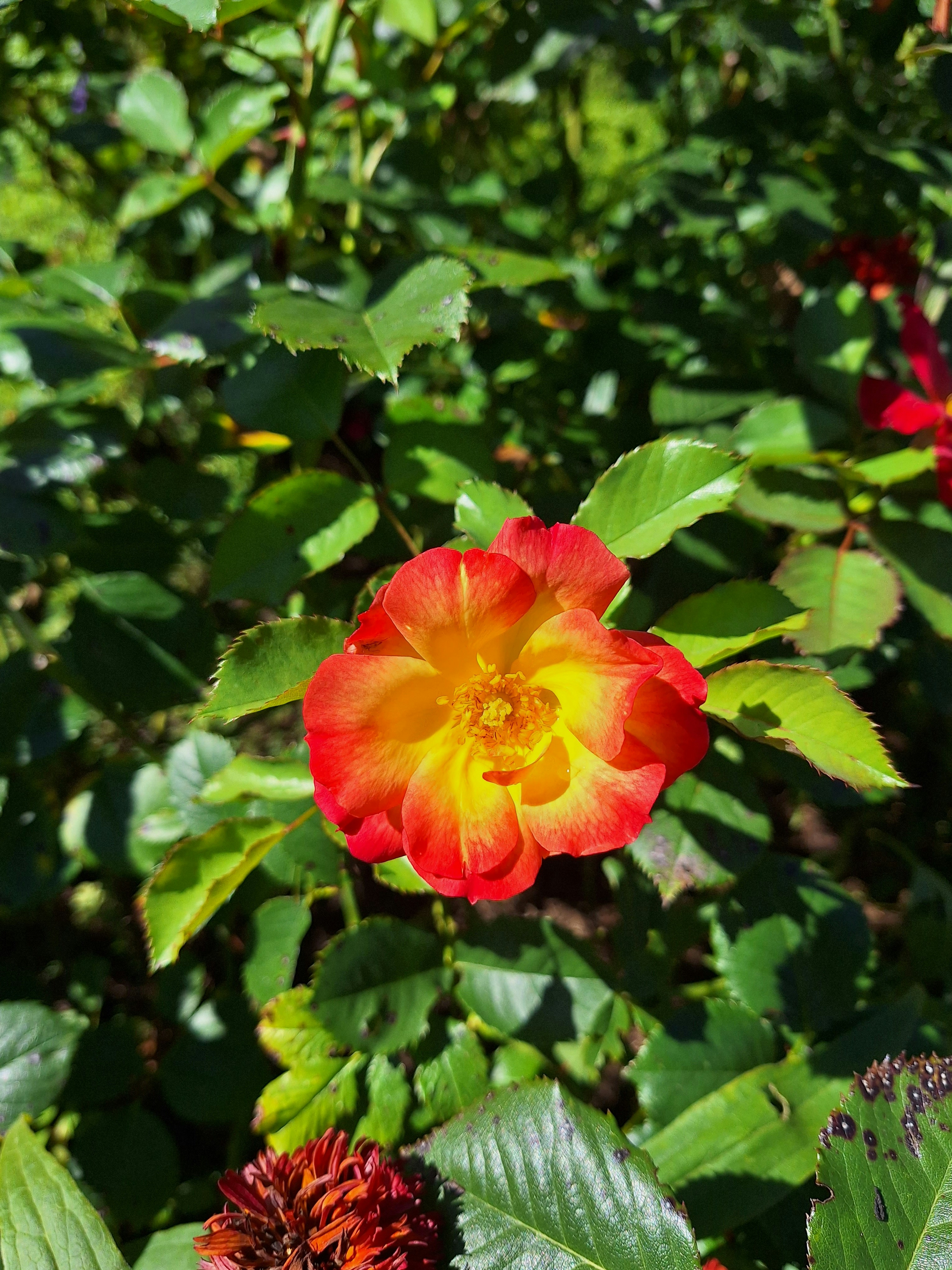 Sunlit Ember Rose Framed by Verdant Leaves