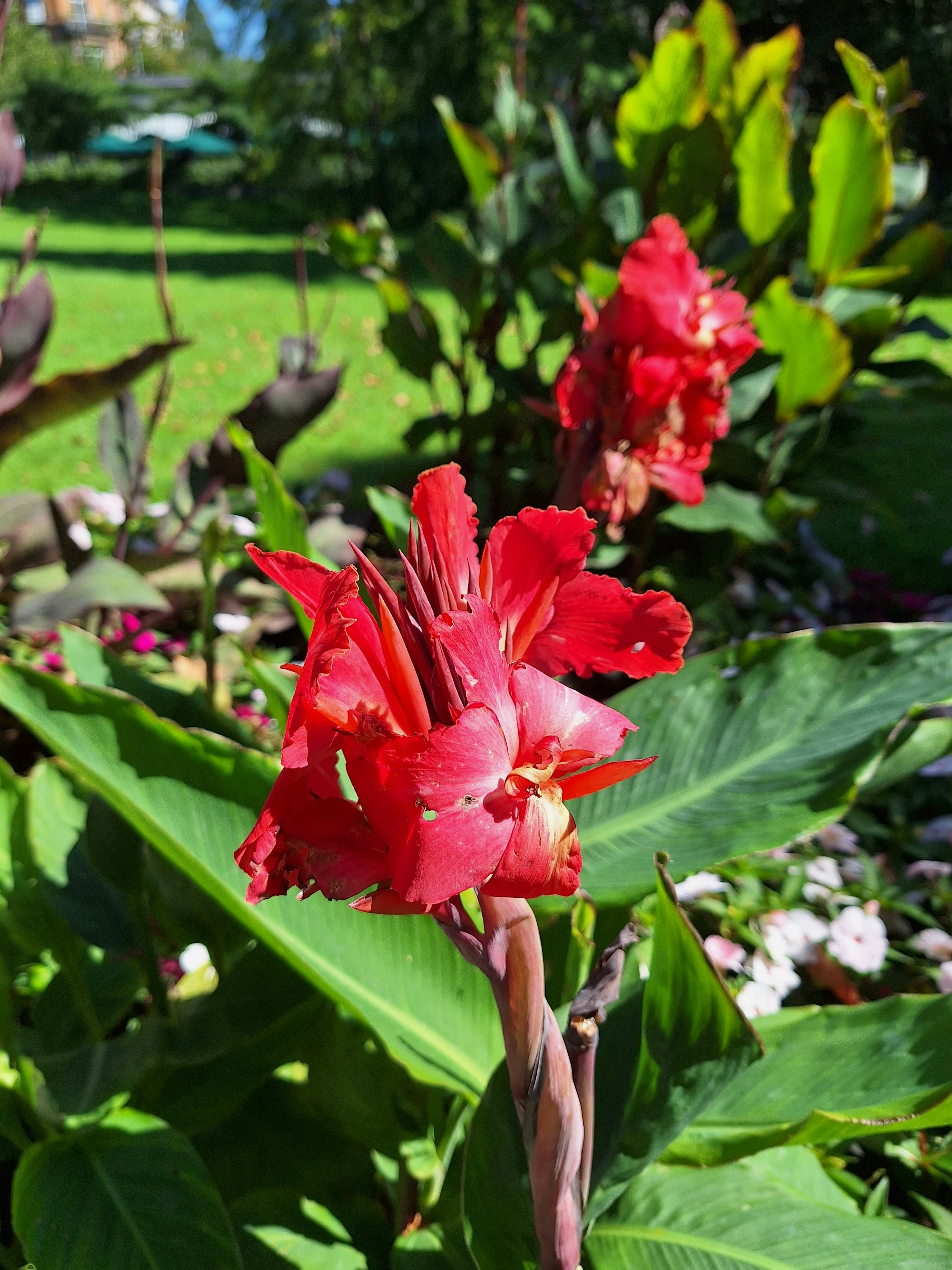 Close-up photograph of a vivid red canna bloom with glossy leaves in a sunlit garden. The background is softly blurred to emphasize the flower.