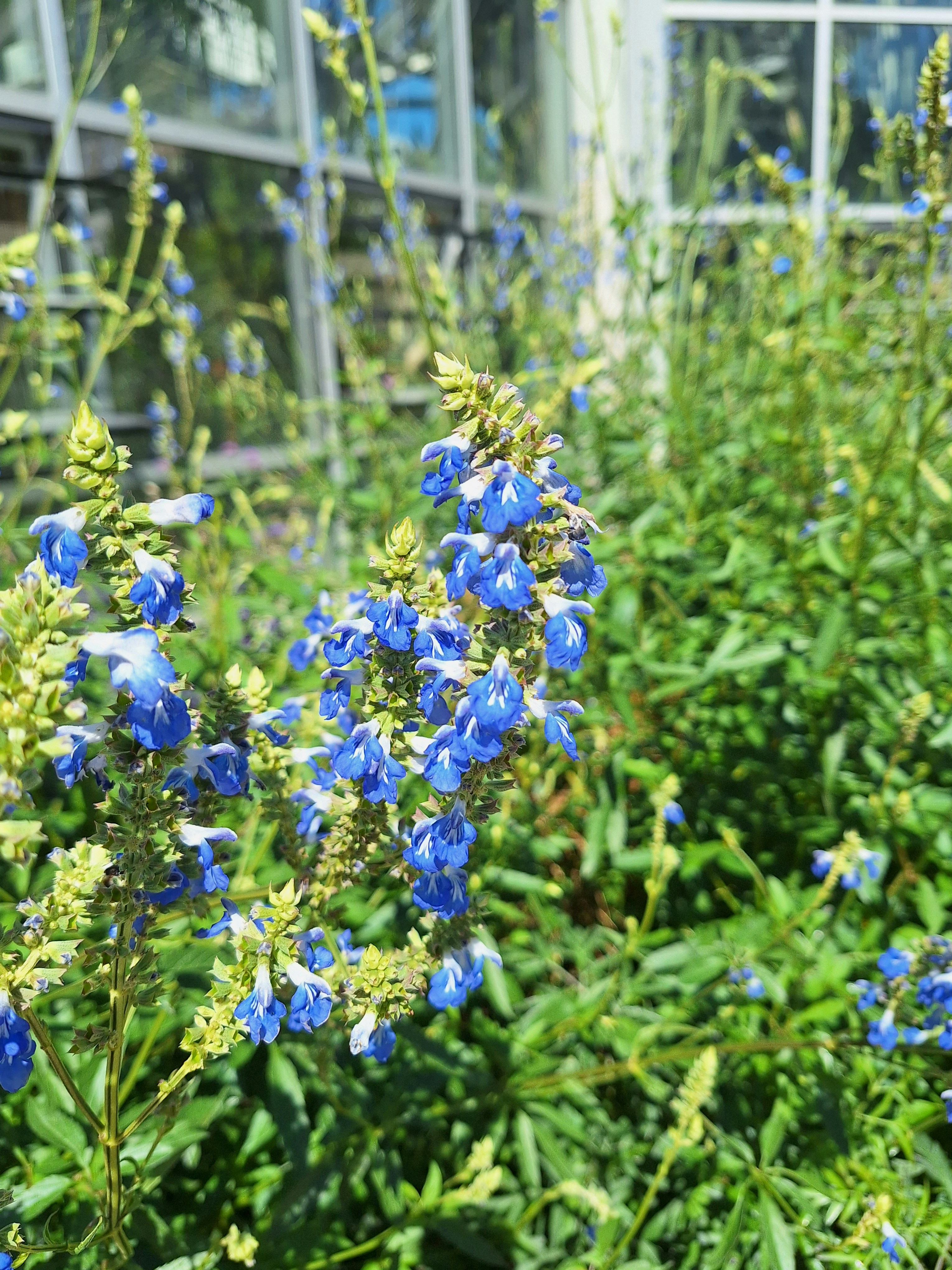 Blue flowering spikes in a garden with a modern glass building in the background.