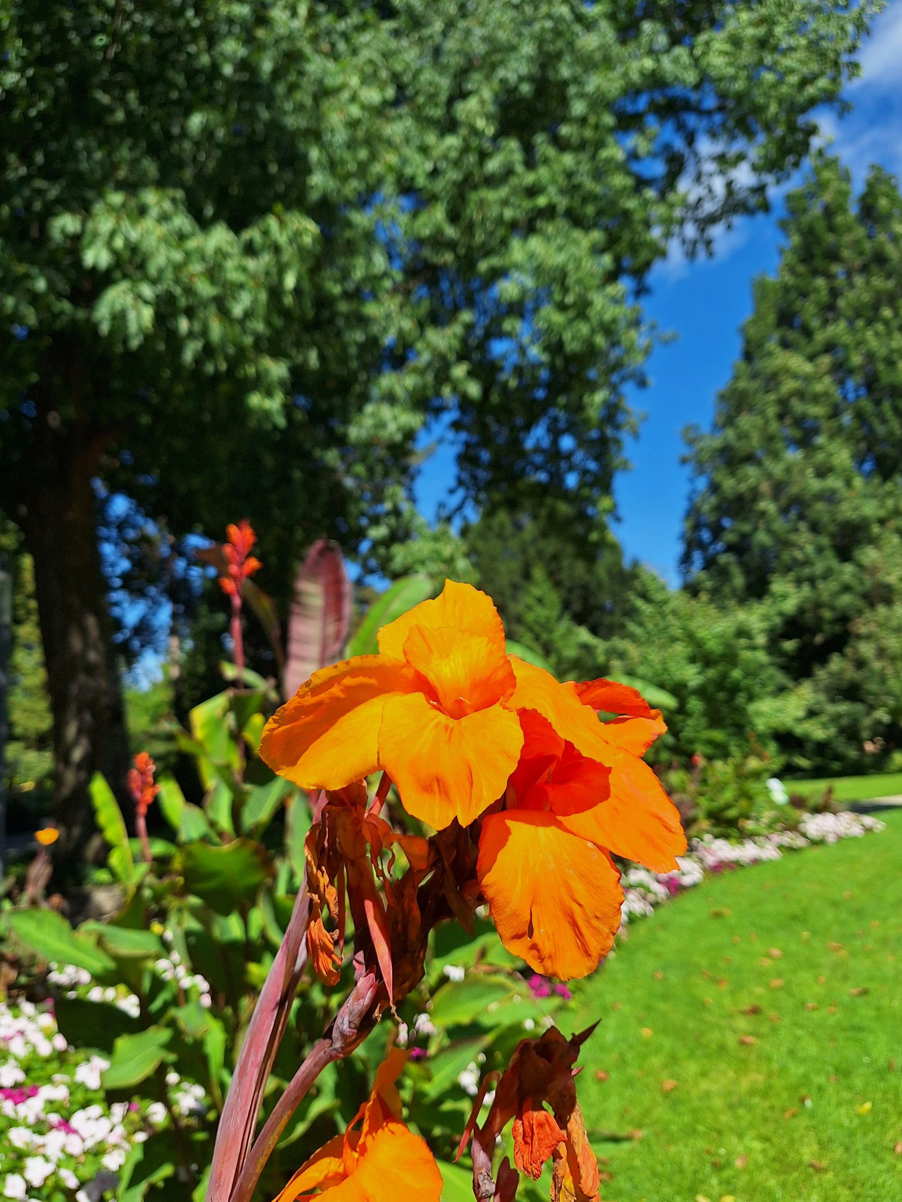 Bright orange flower in a garden setting, surrounded by greenery and colorful blooms. The composition highlights the flower's vivid colors and textures.