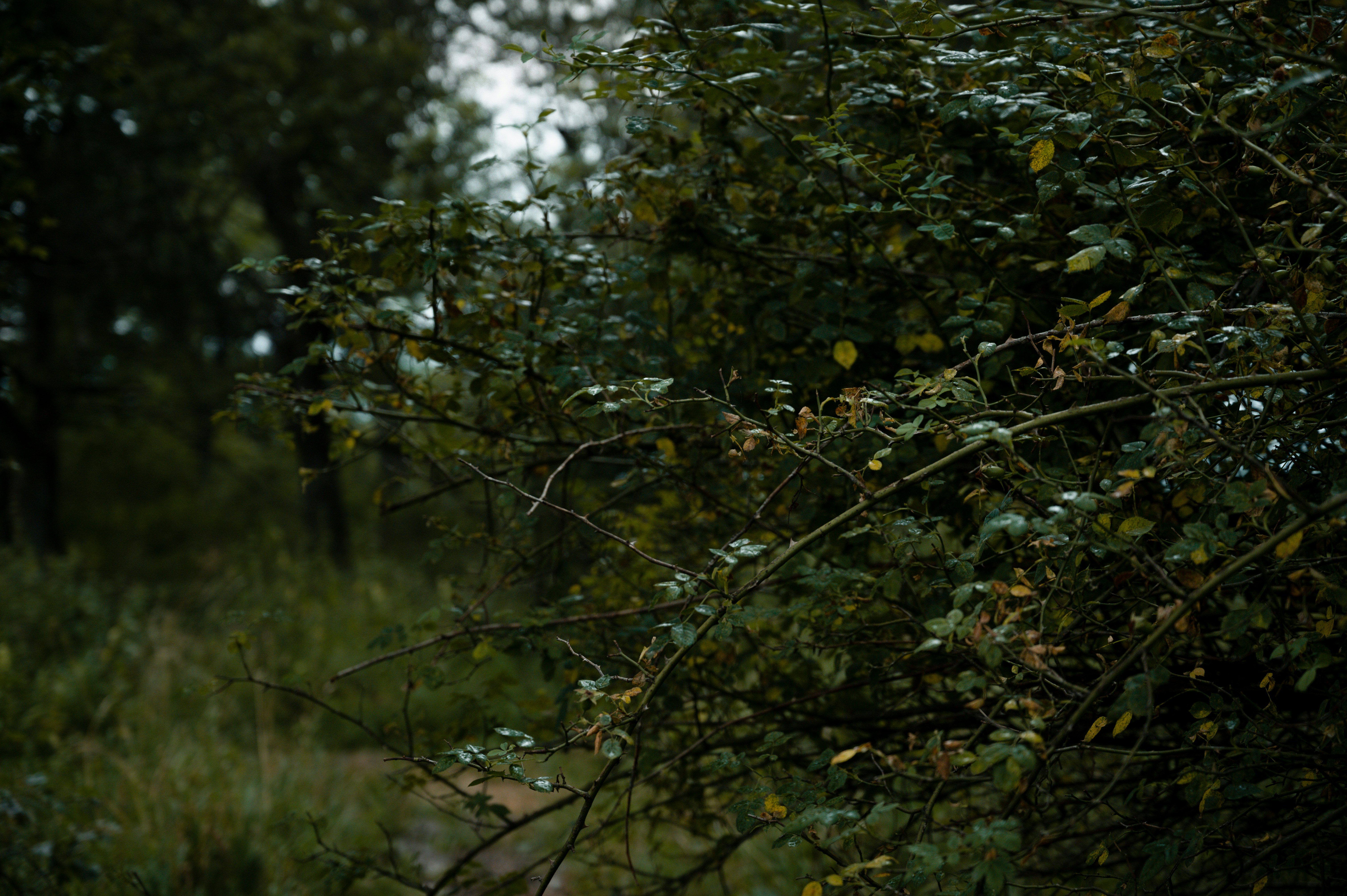 Photo by Norbert Buduczki with Nikon Z6