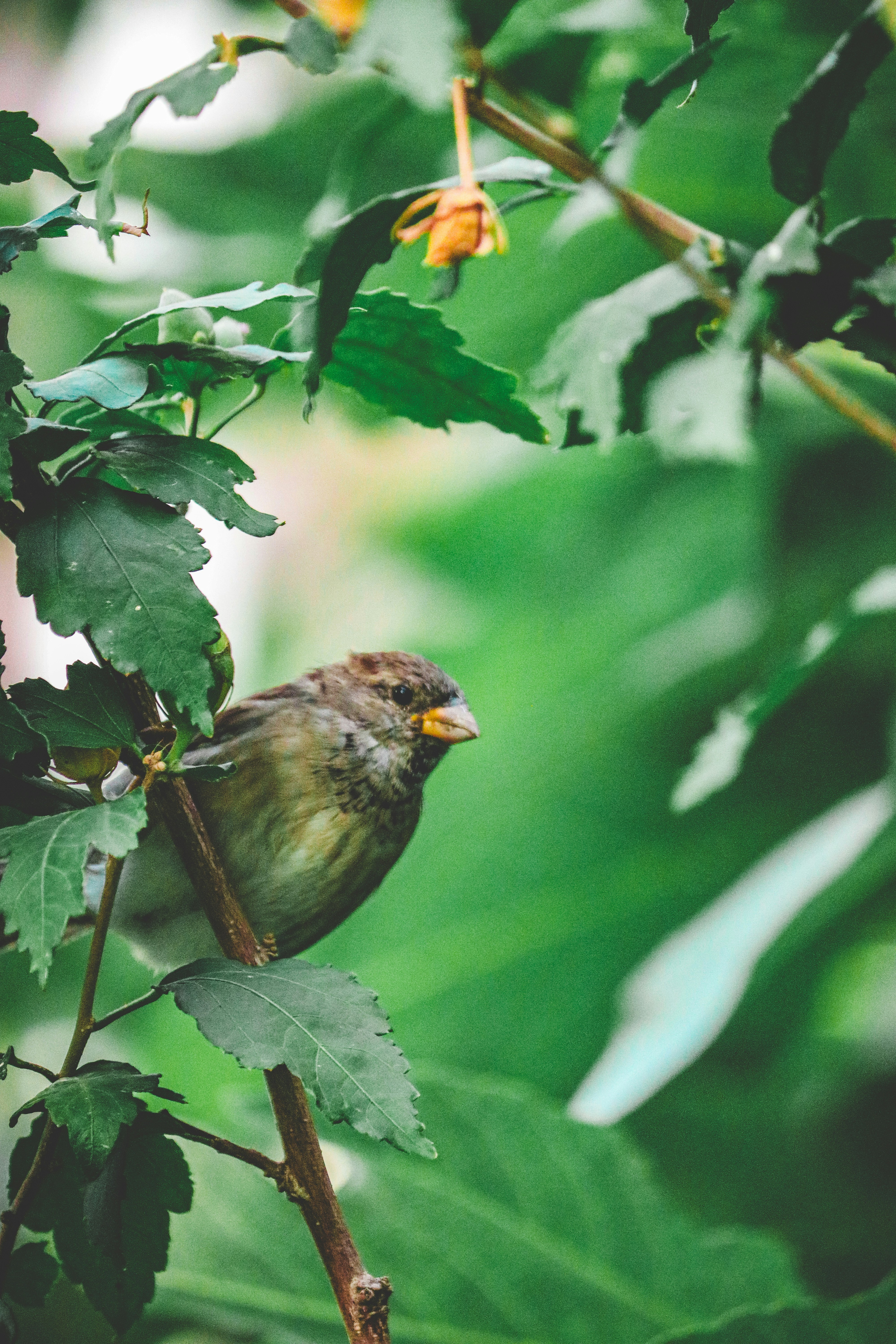 A Tiny Finch Holds Ground Amid Velvet Green Foliage