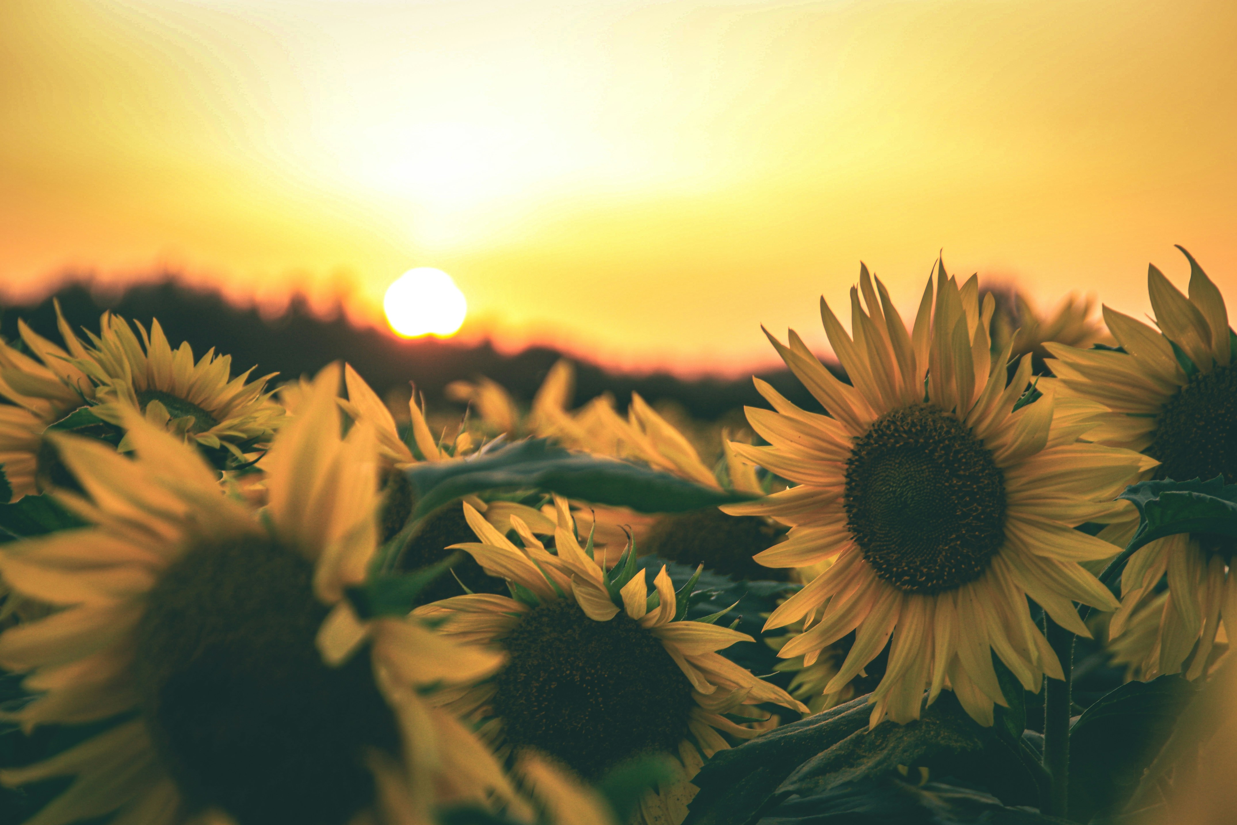 A field of sunflowers with the sun setting in the background photo ...