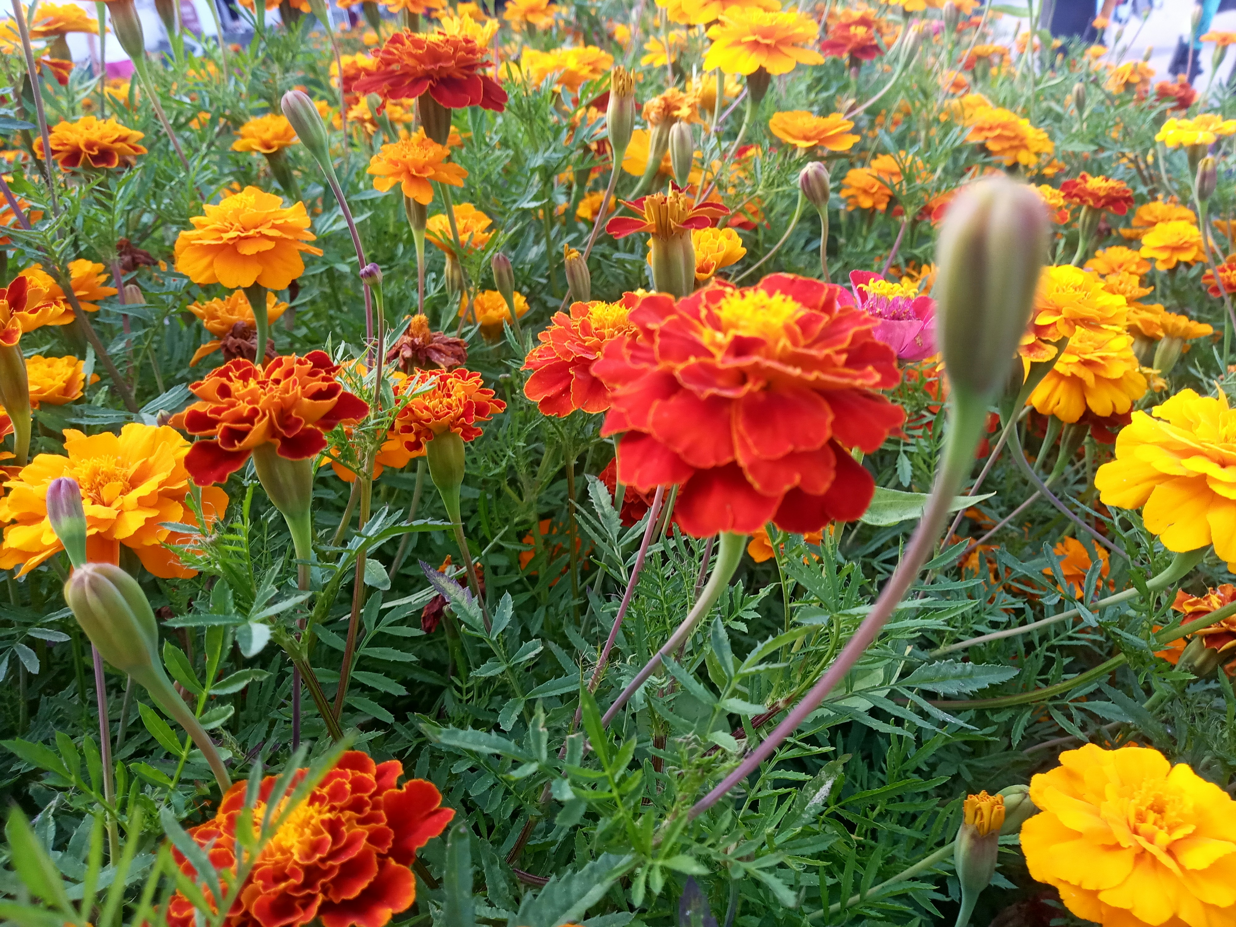 A lush arrangement of marigold flowers in shades of orange and red, showcasing their intricate layers and vibrant colors against a green backdrop.