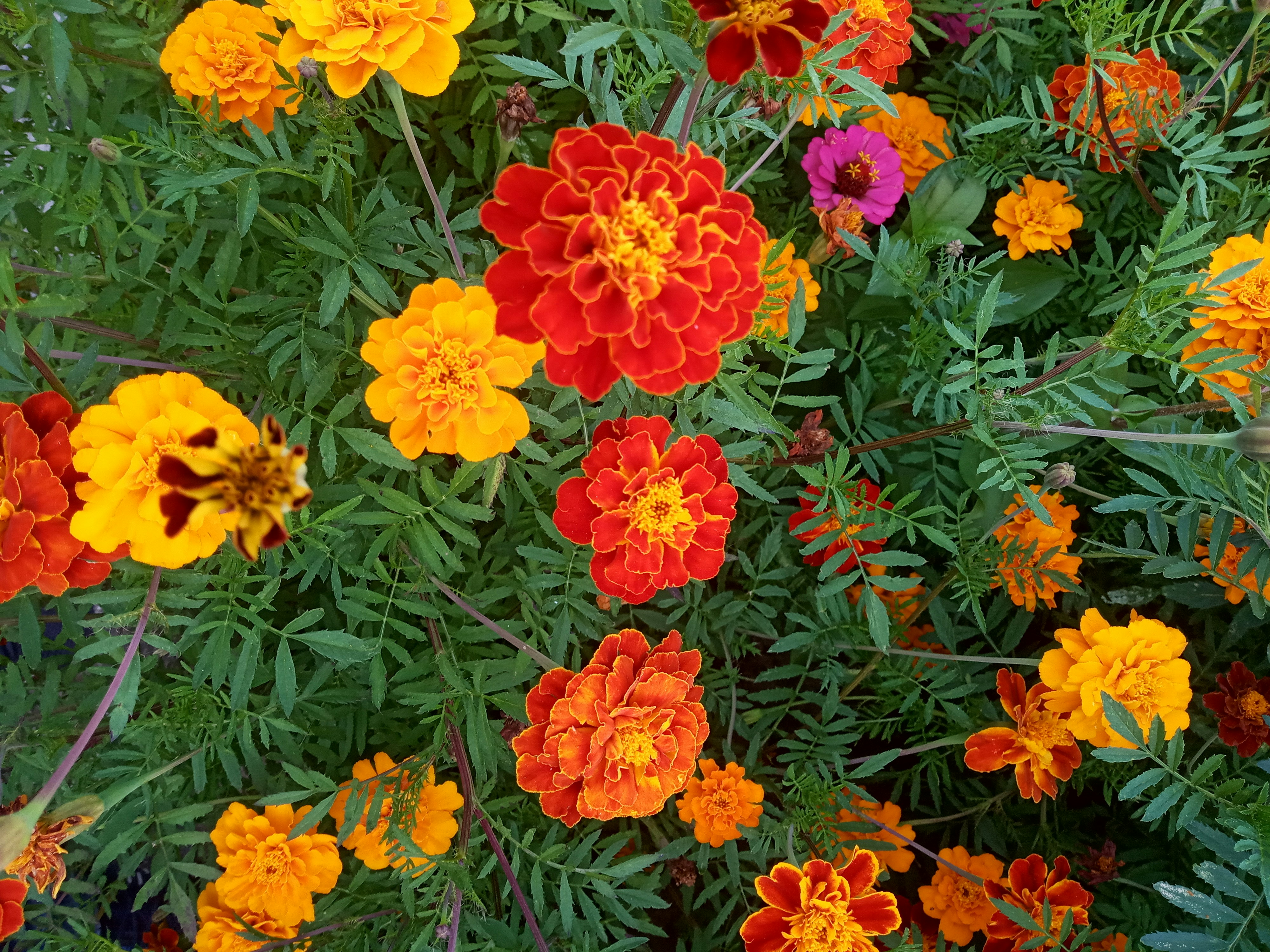Colorful marigold flowers bloom amidst lush green foliage, showcasing a rich palette of yellows, oranges, and reds.
