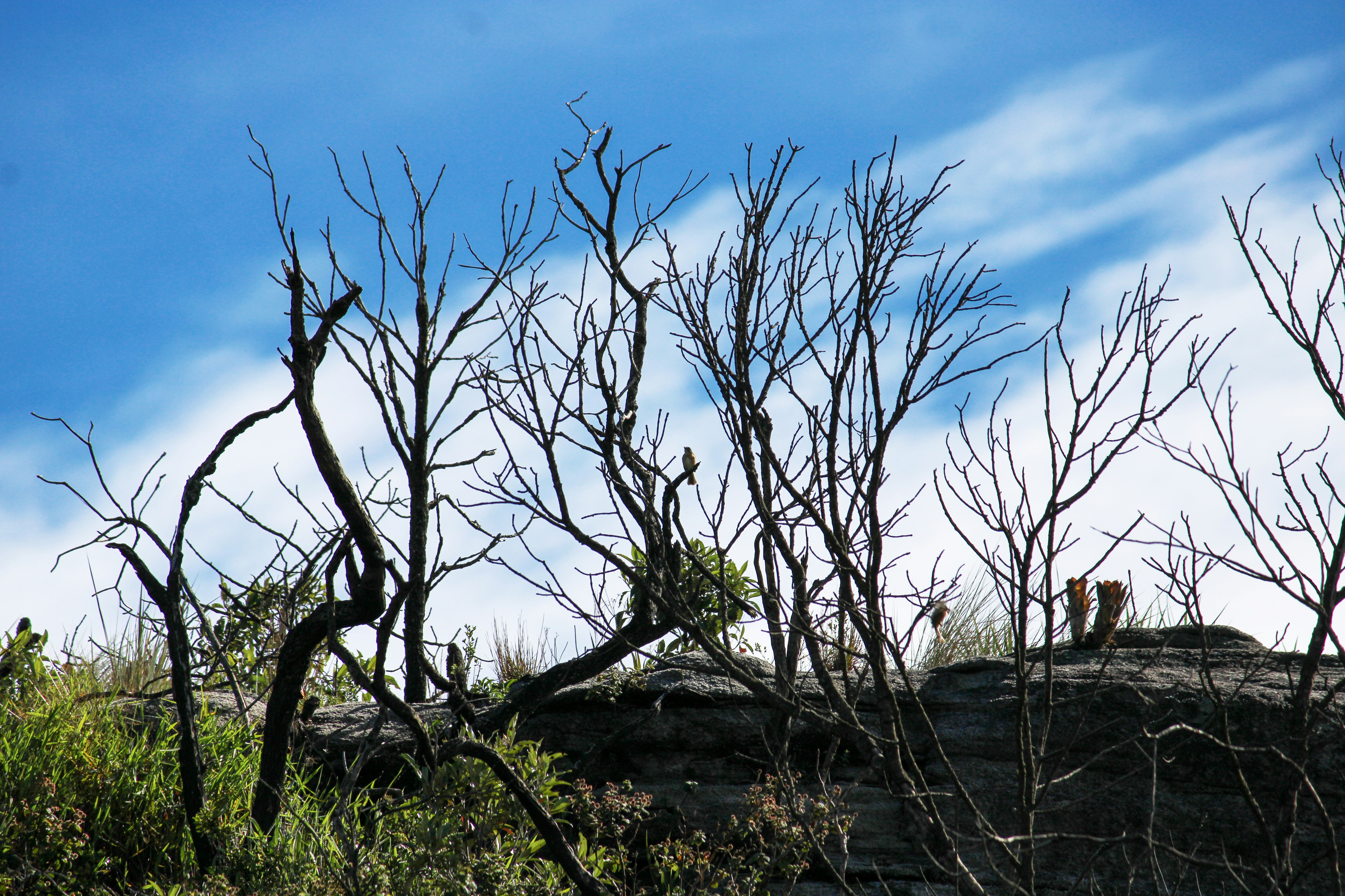 Charred Arboreal Silhouettes Against a Wind-Worn Ridge Under a Cerulean Sky