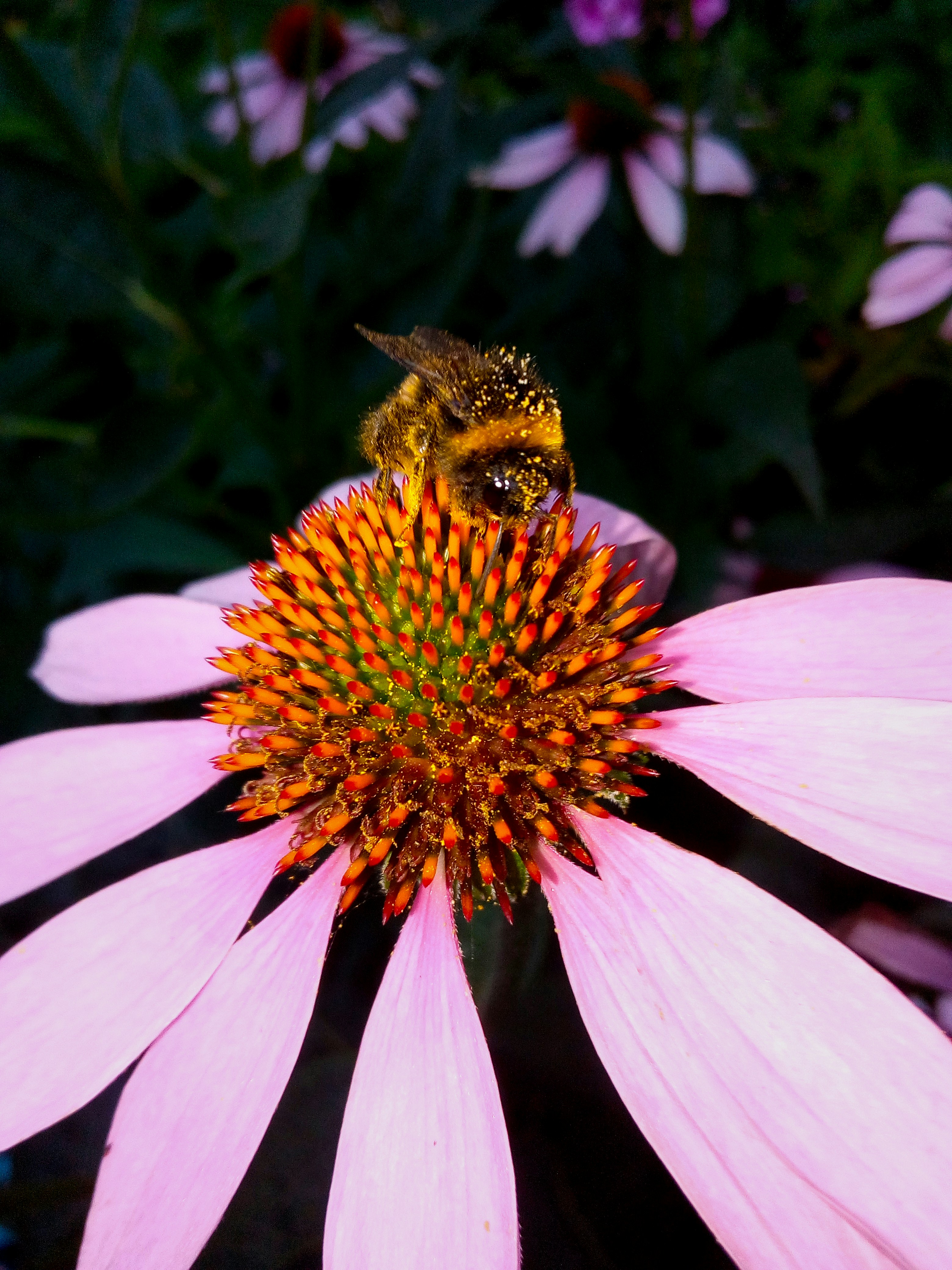 A bee gathers pollen from the central cone of a pink coneflower. The shallow depth of field keeps the bee and cone crisp while the pink petals blur softly.