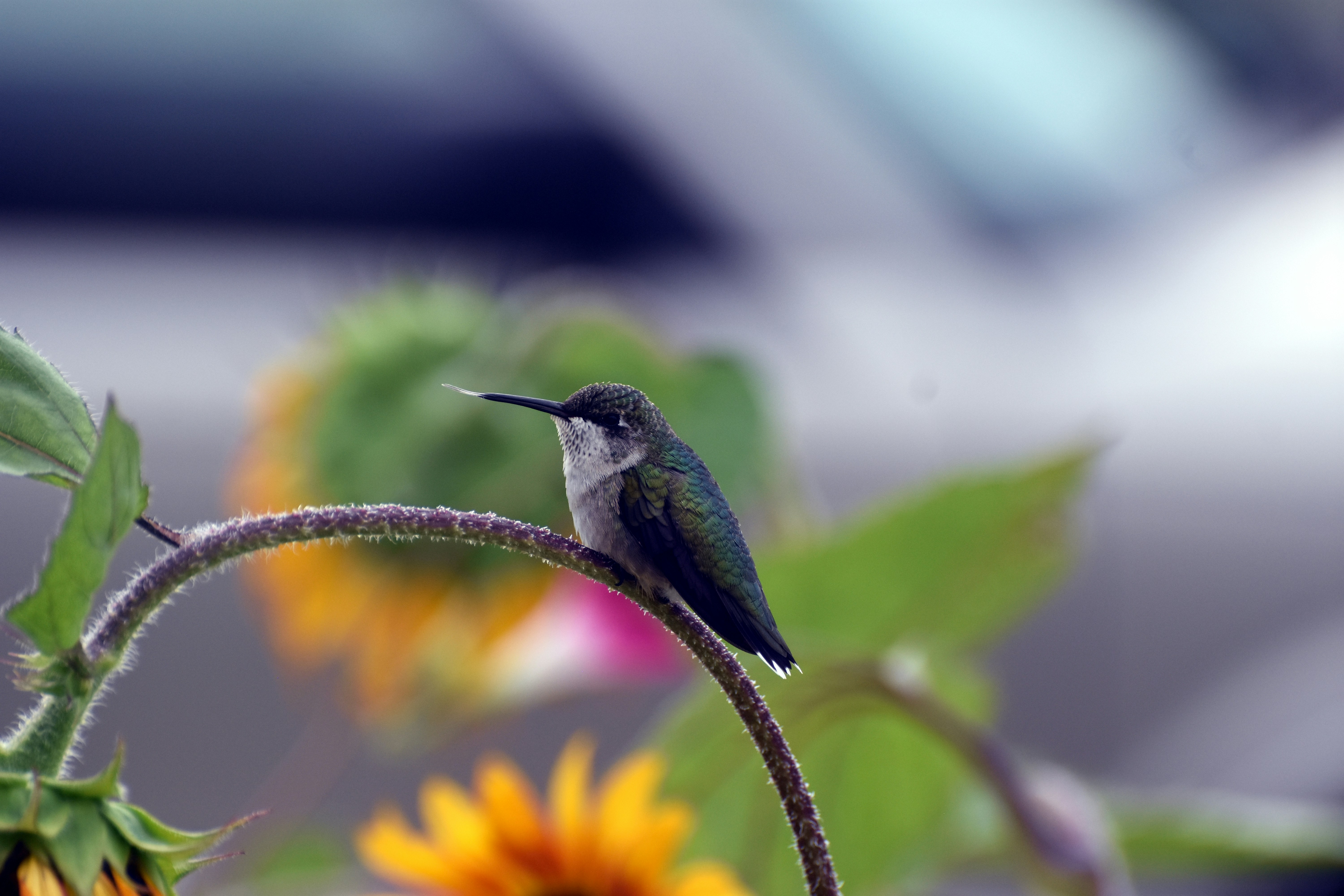 A hummingbird perches on a branch with sunflowers in the foreground ...