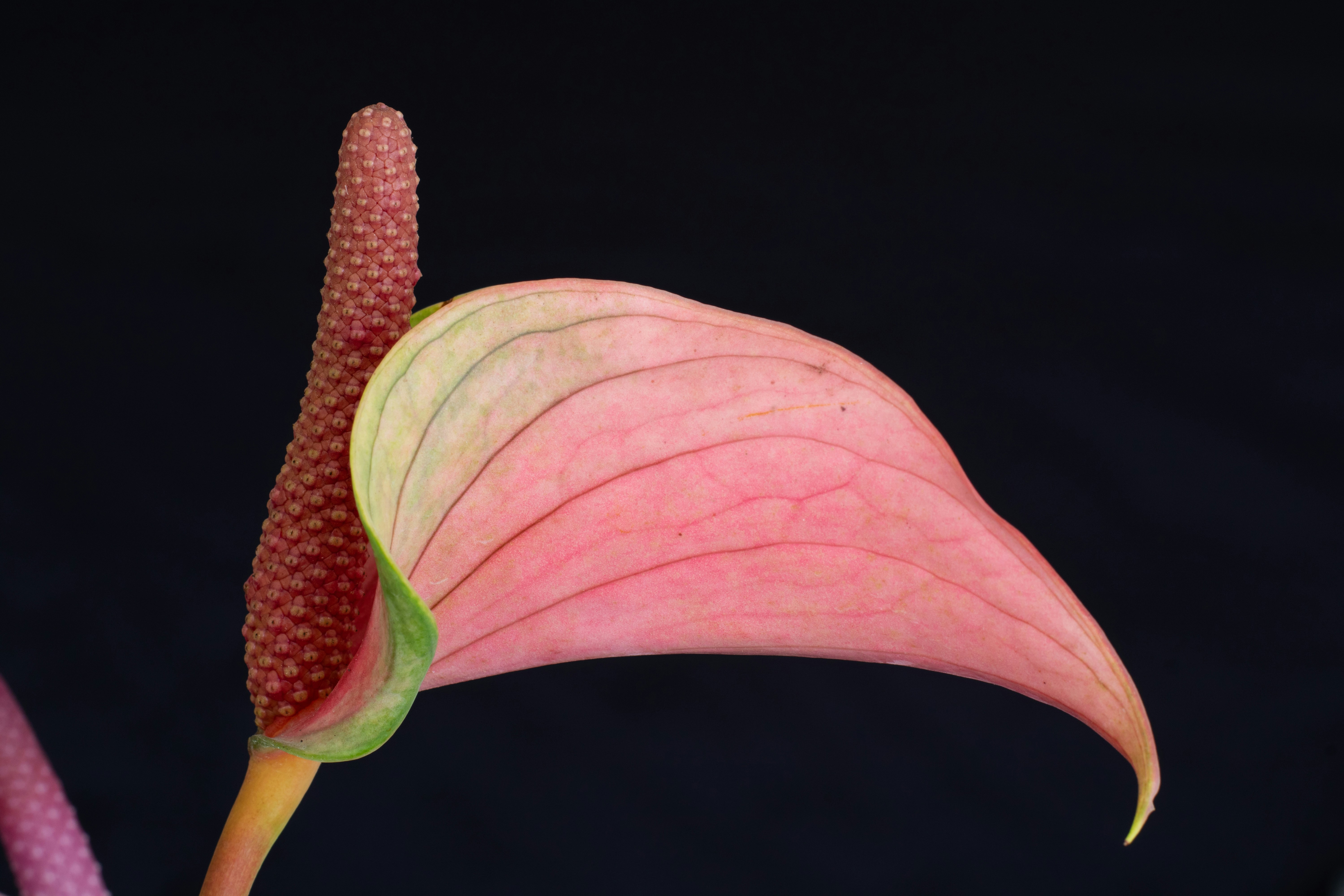 Pink Anthurium Spire Against Night Velvet