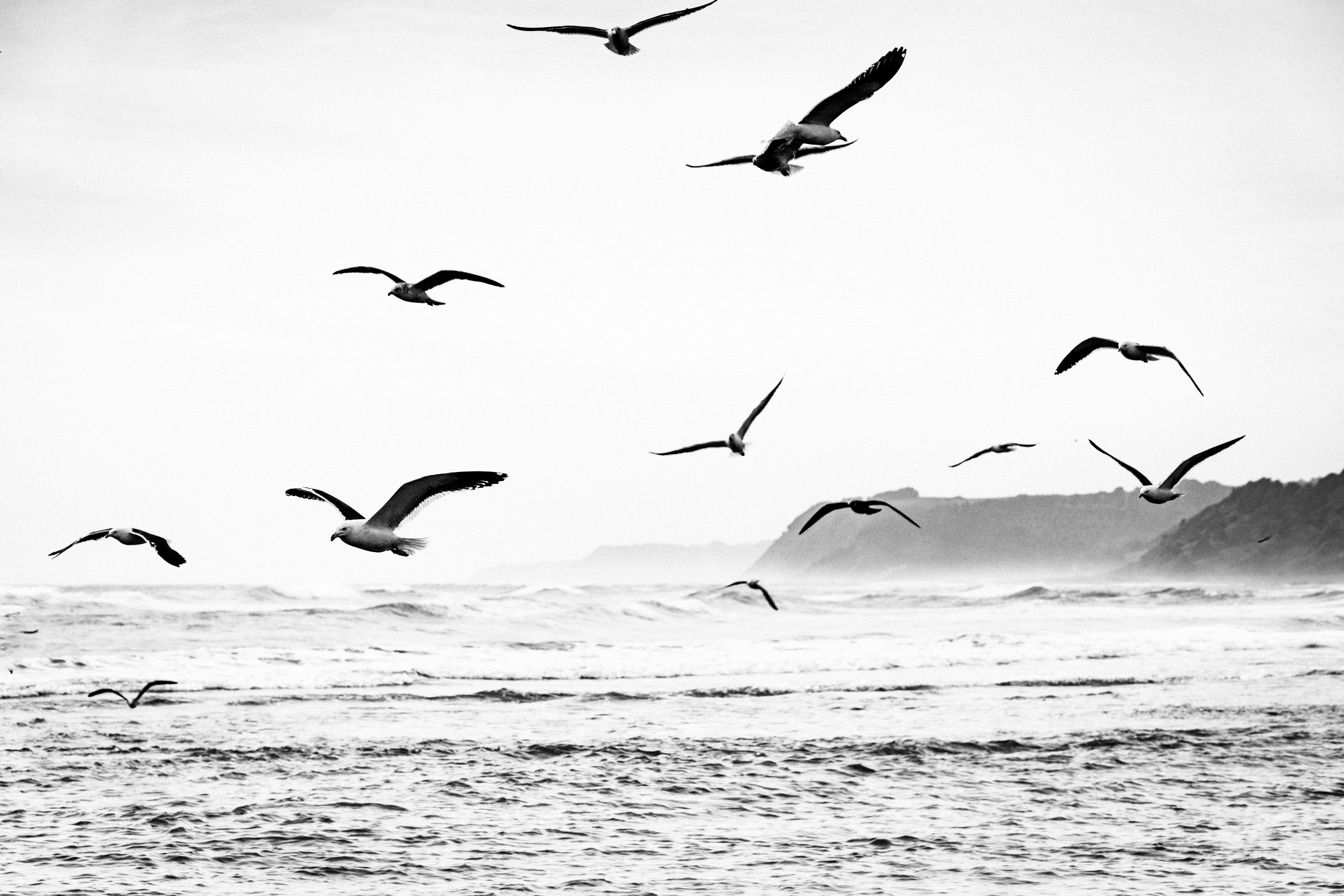 Winged Chorus Over the Distant Surf