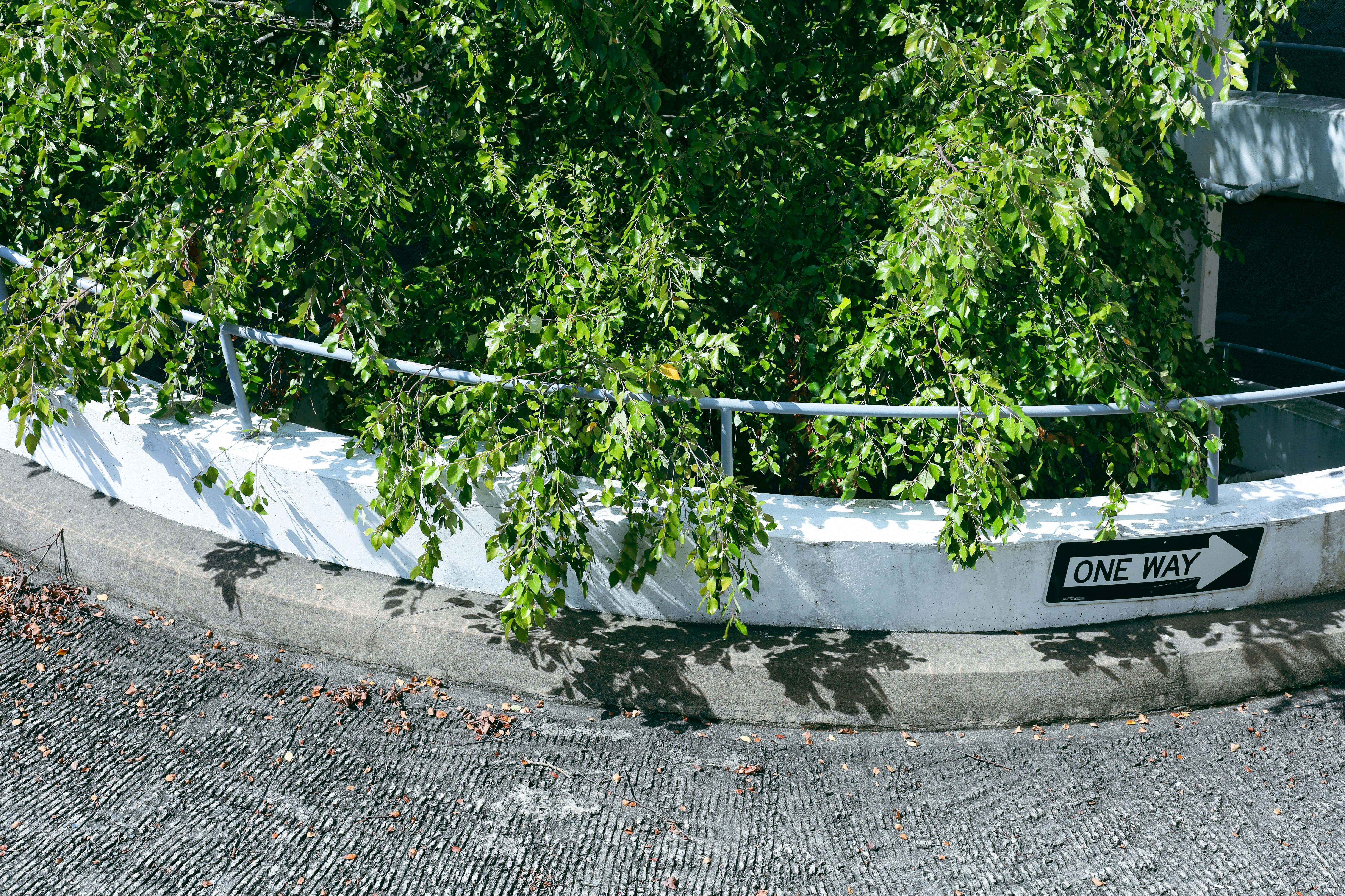 Verdant Canopy Framing a Curved Street Edge and a Lone One-Way Sign