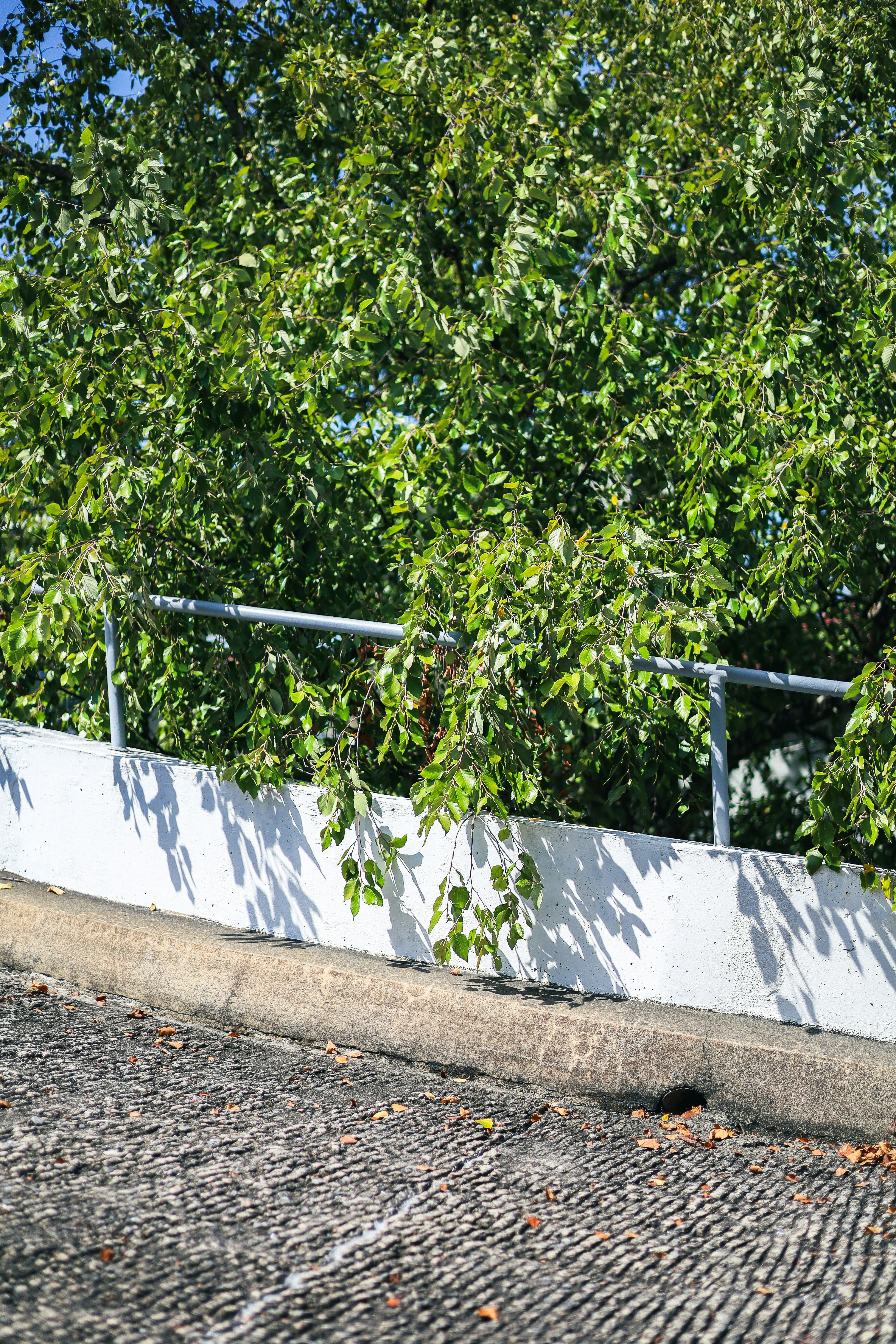 Sunlit Canopy Framing a Quiet Street Barrier