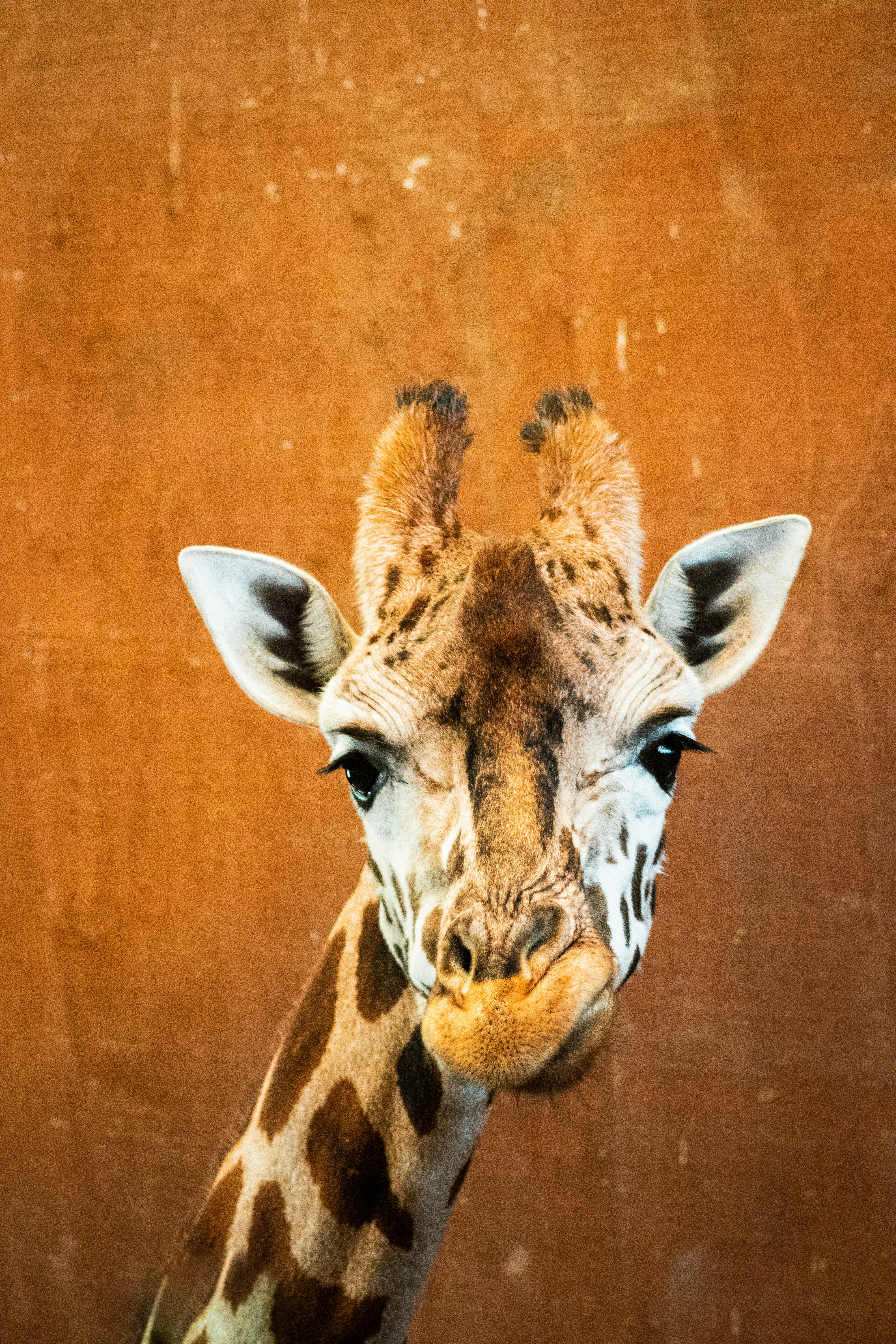 Giraffe's Curious Gaze: Close-Up Portrait Against Warm Wood