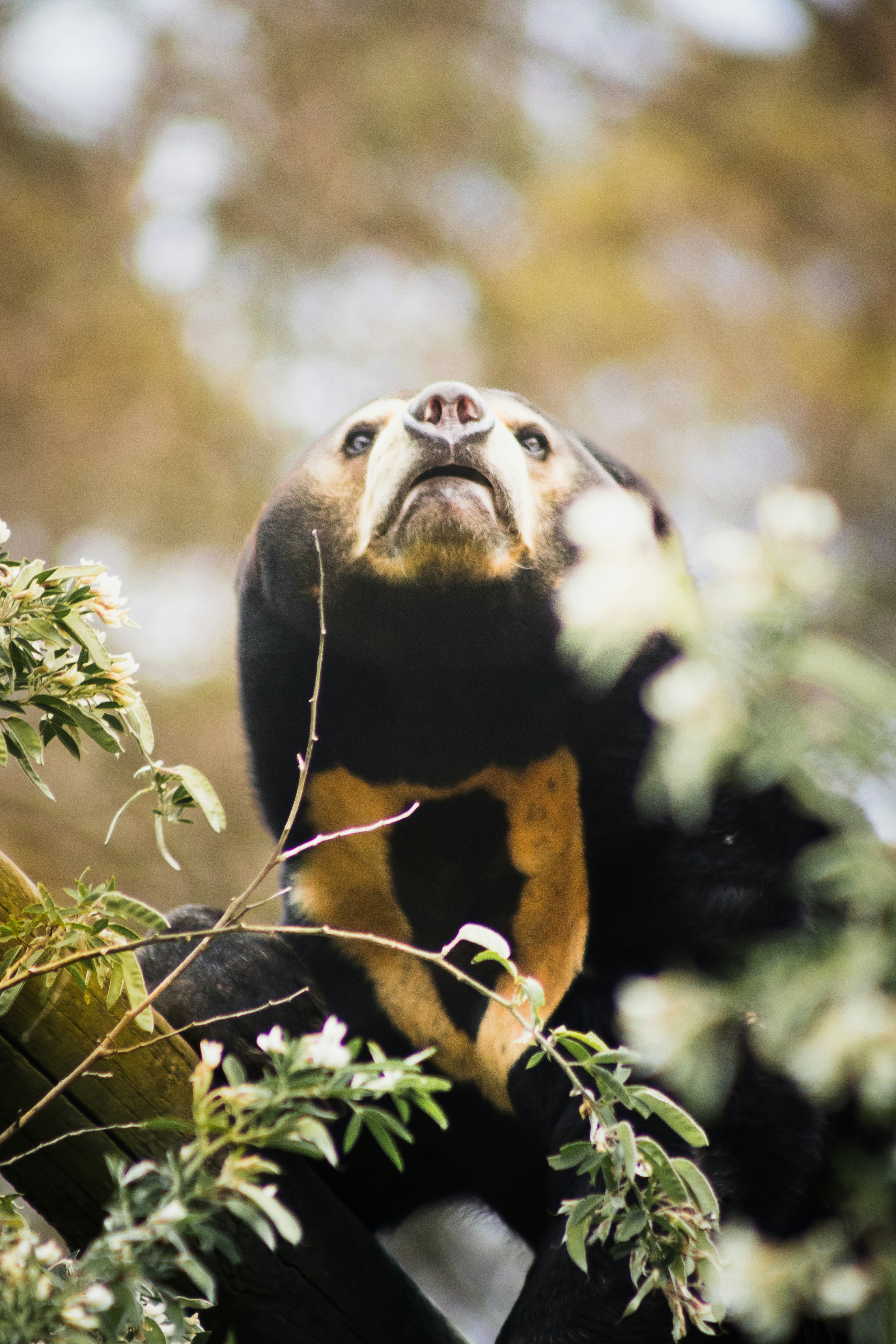 Upward Gaze Through Autumn Foliage: A Bear's Low-Angle Stare