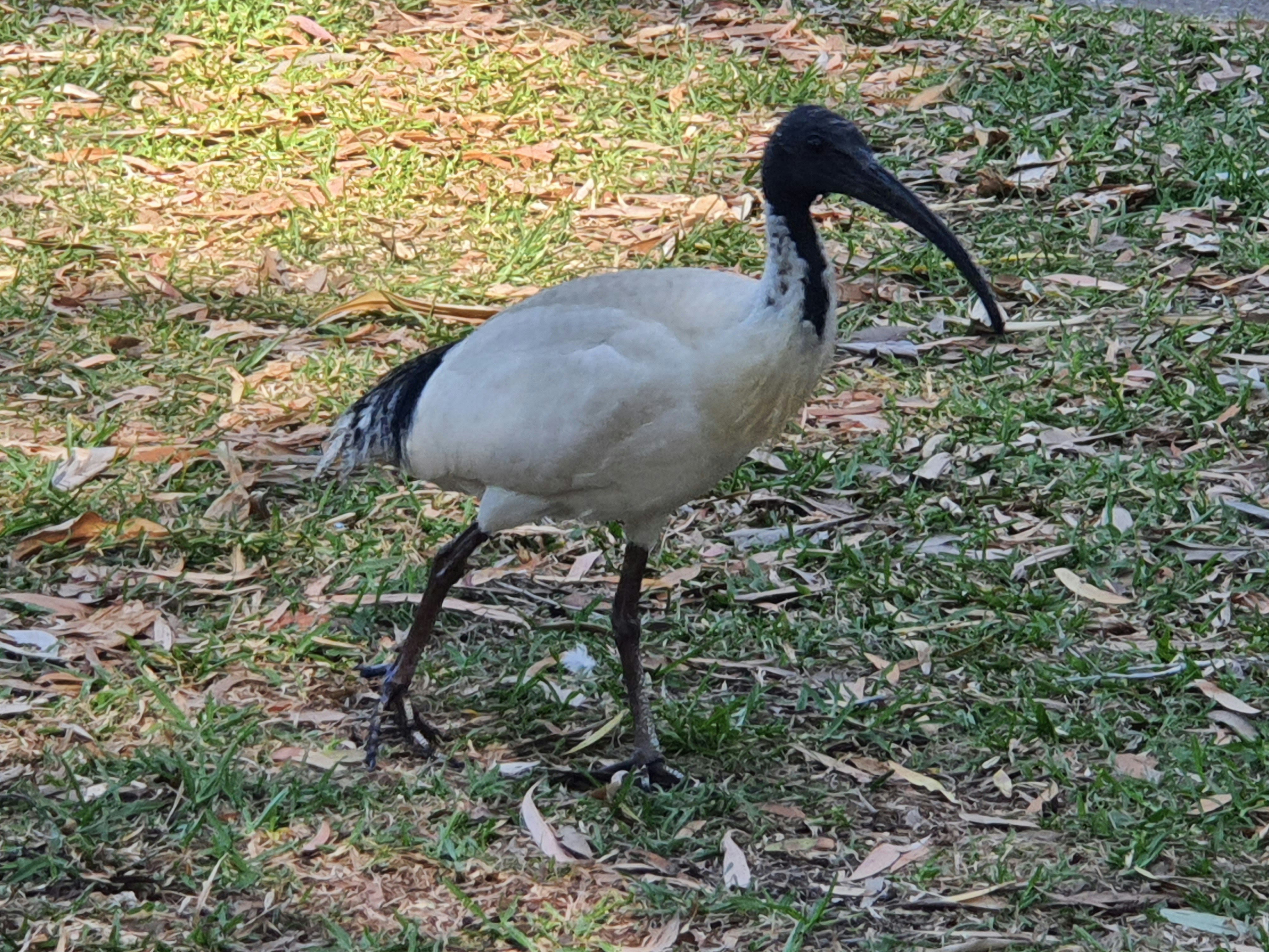 A white ibis walking across a grassy area, showcasing its distinctive black head and long beak. The scene captures the bird in a natural habitat.