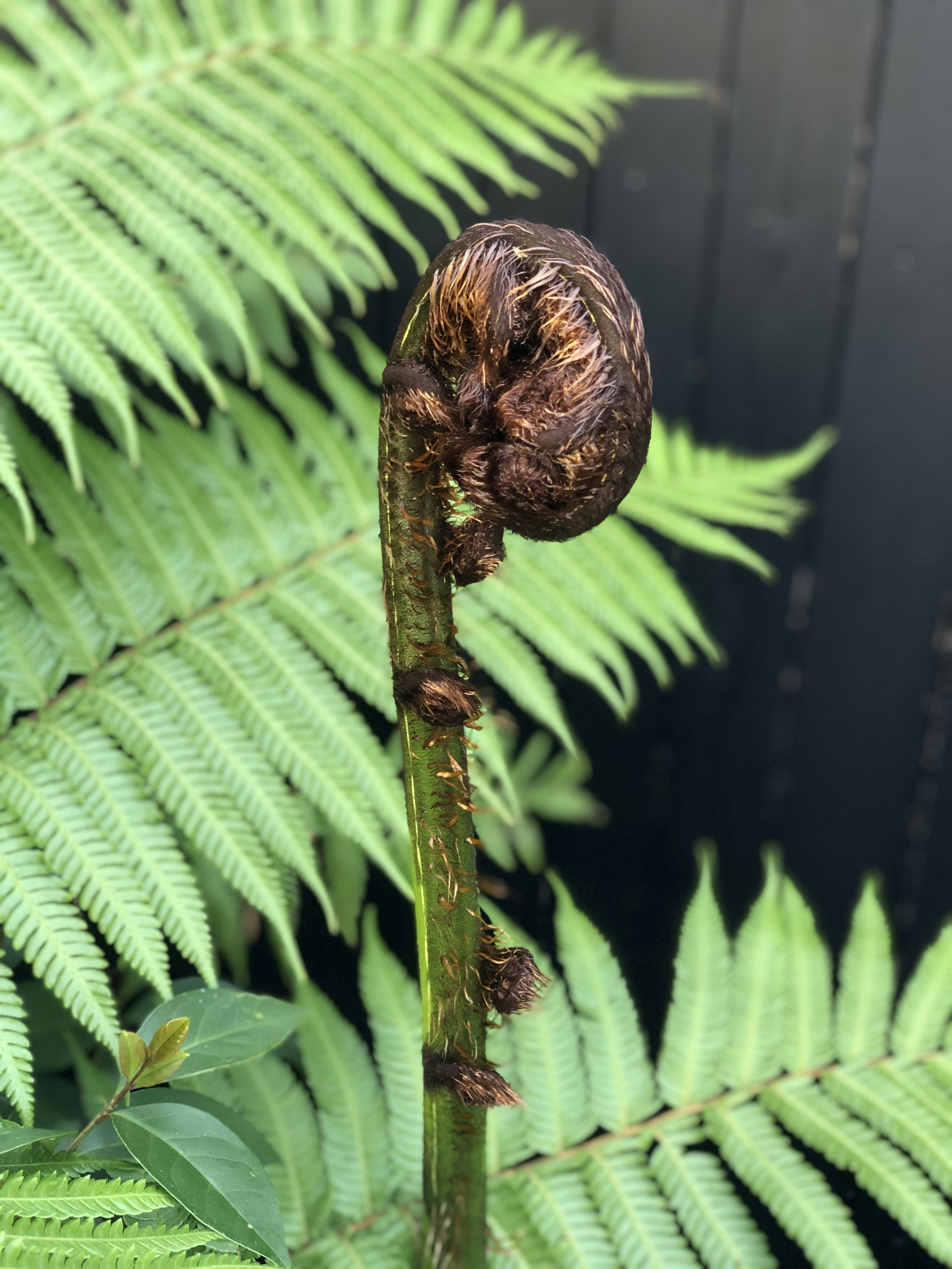 Emerald Spiral: a fern fiddlehead unfurls amid a sea of fronds