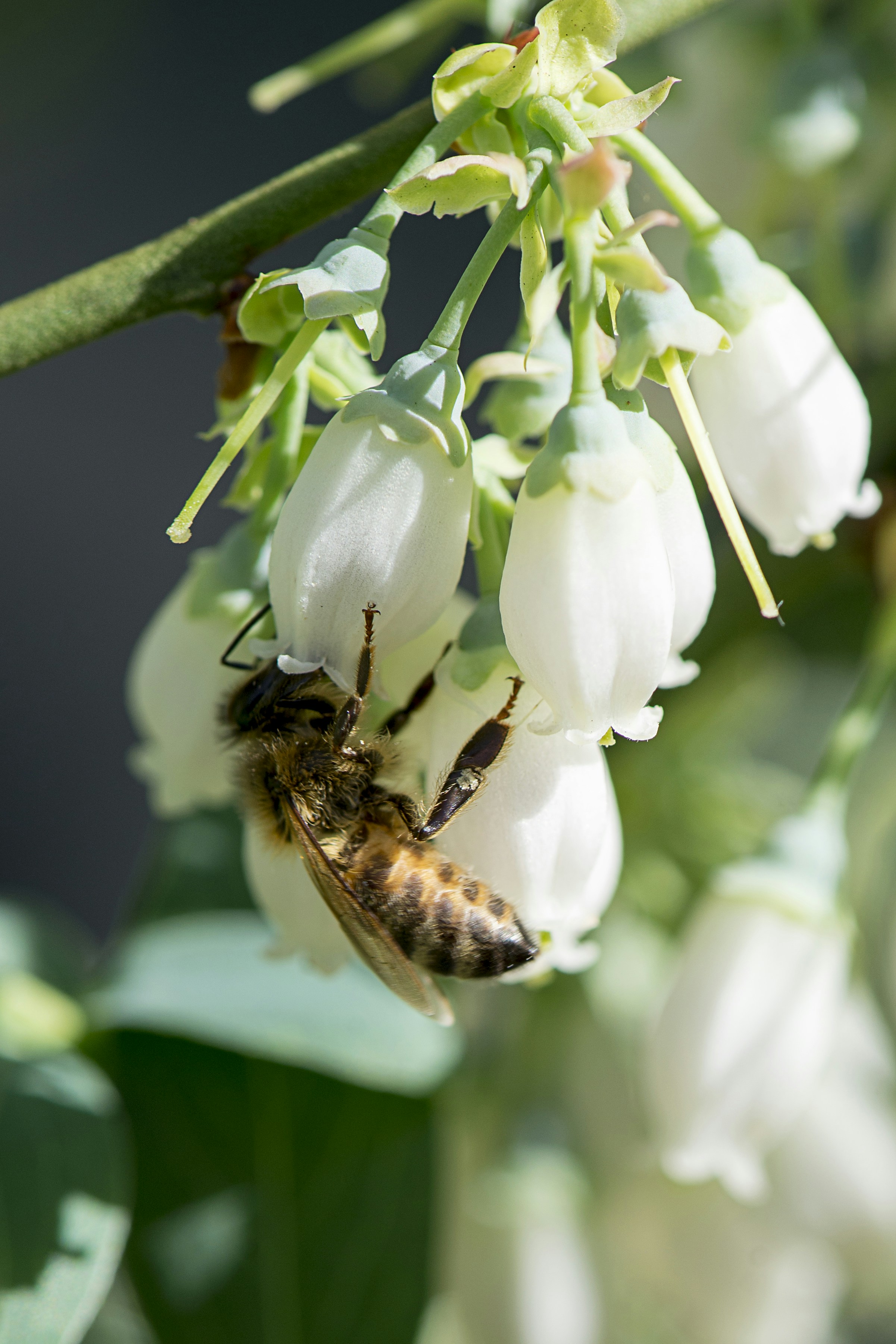 Bumblebee on ivory bells: a lively pause in spring bloom