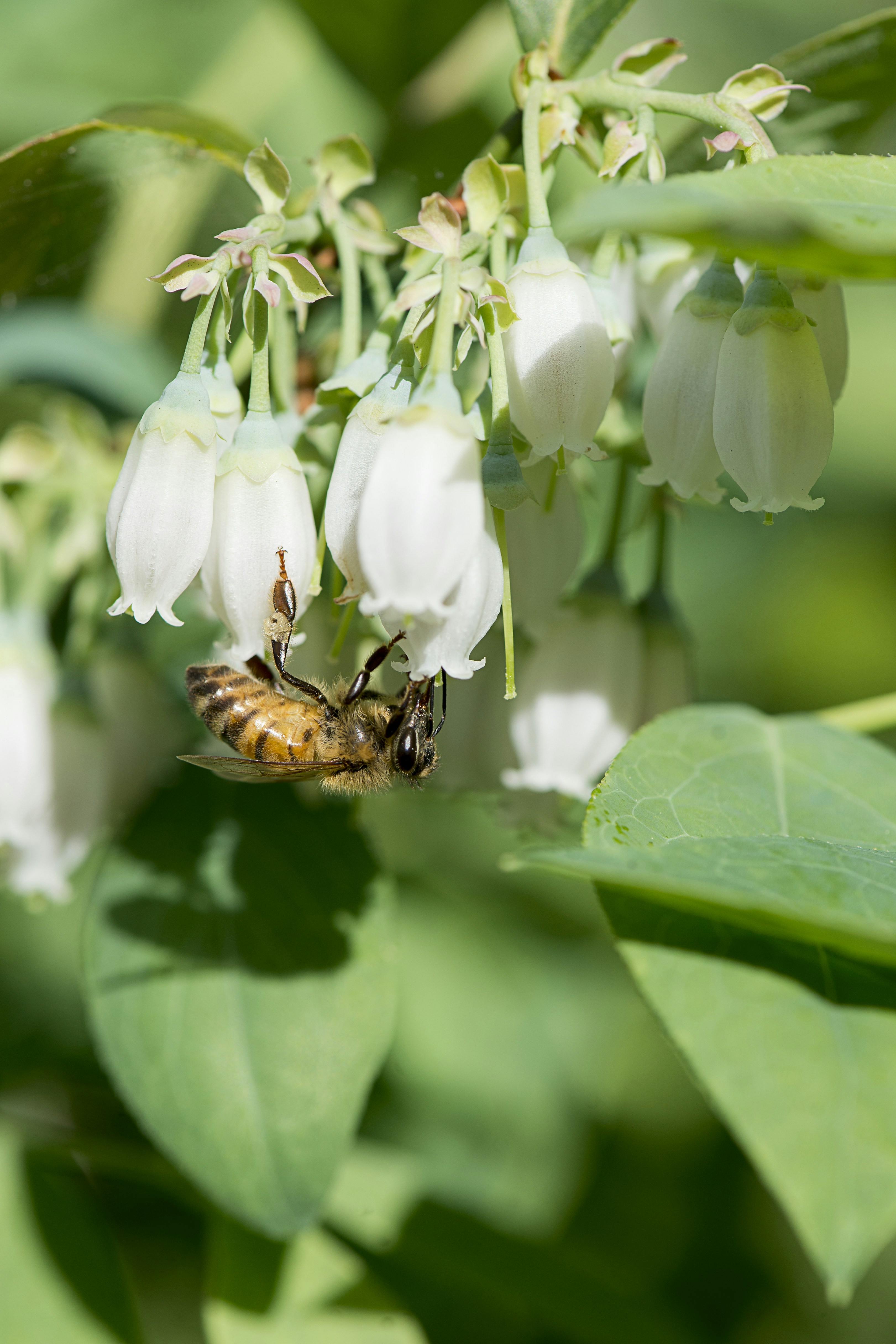 Humble Buzz: Honeybee at Work Among White Bellflowers