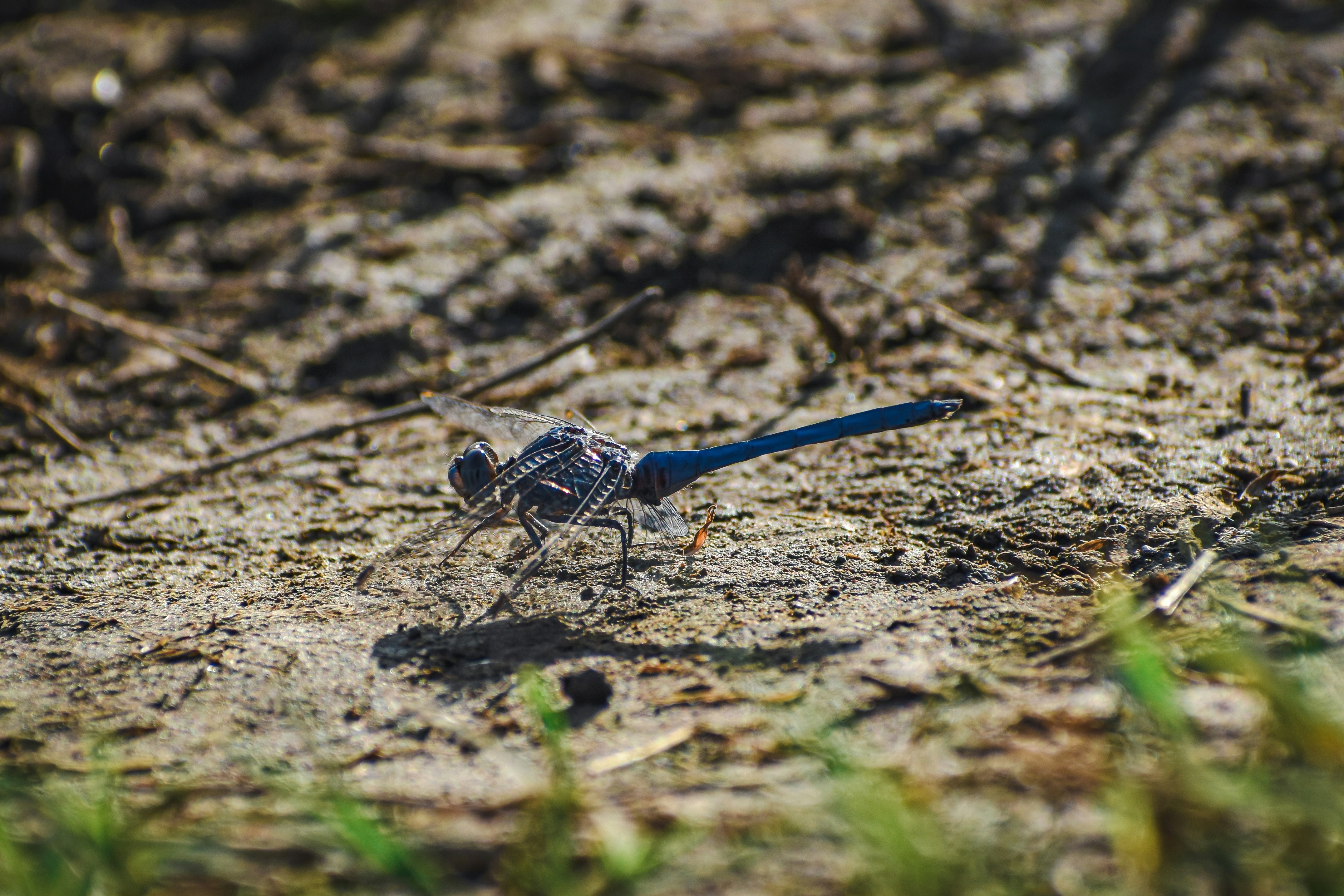 Azure-tailed Dragonfly on Parched Ground