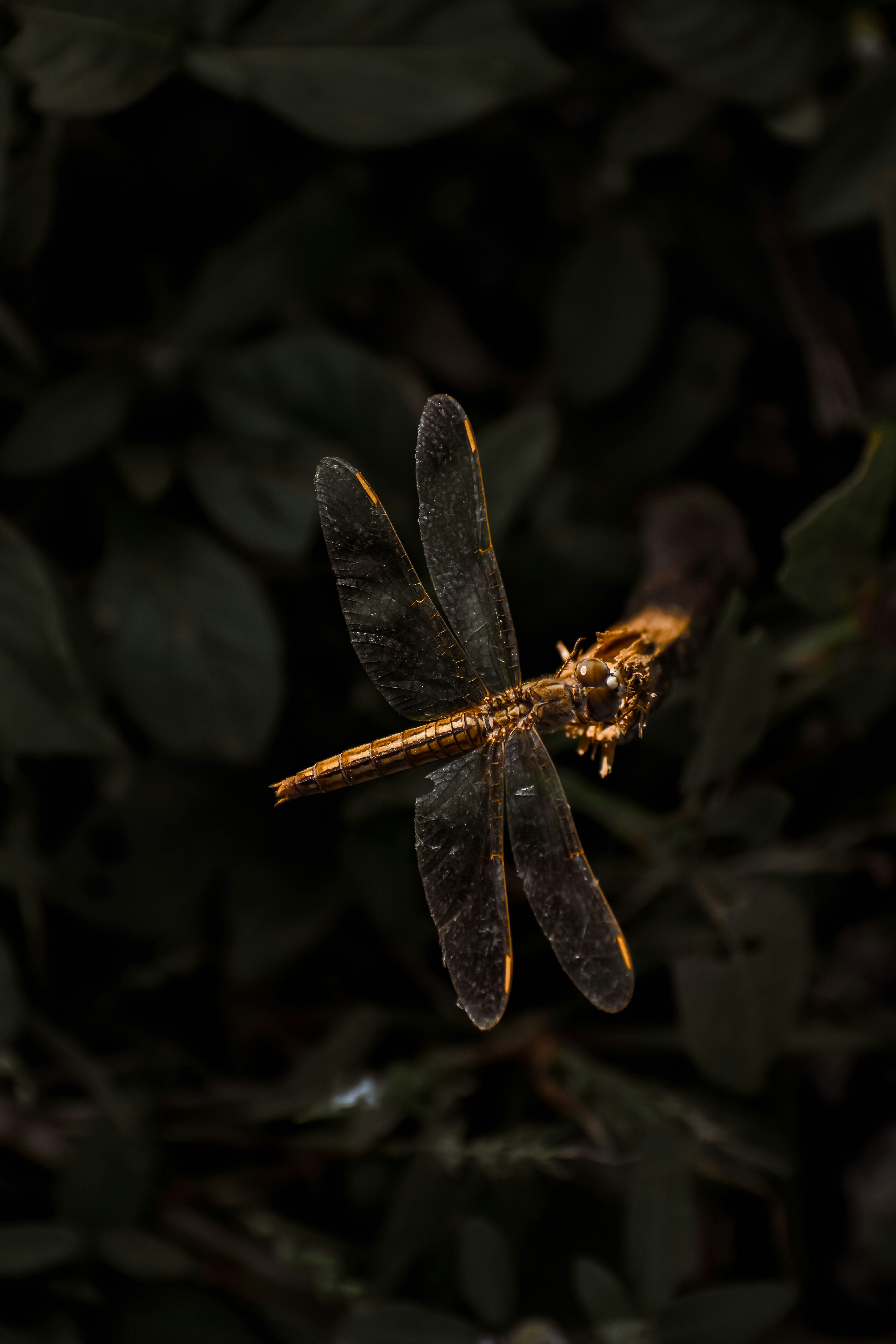 Copper Dragonfly in a Shadowed Garden
