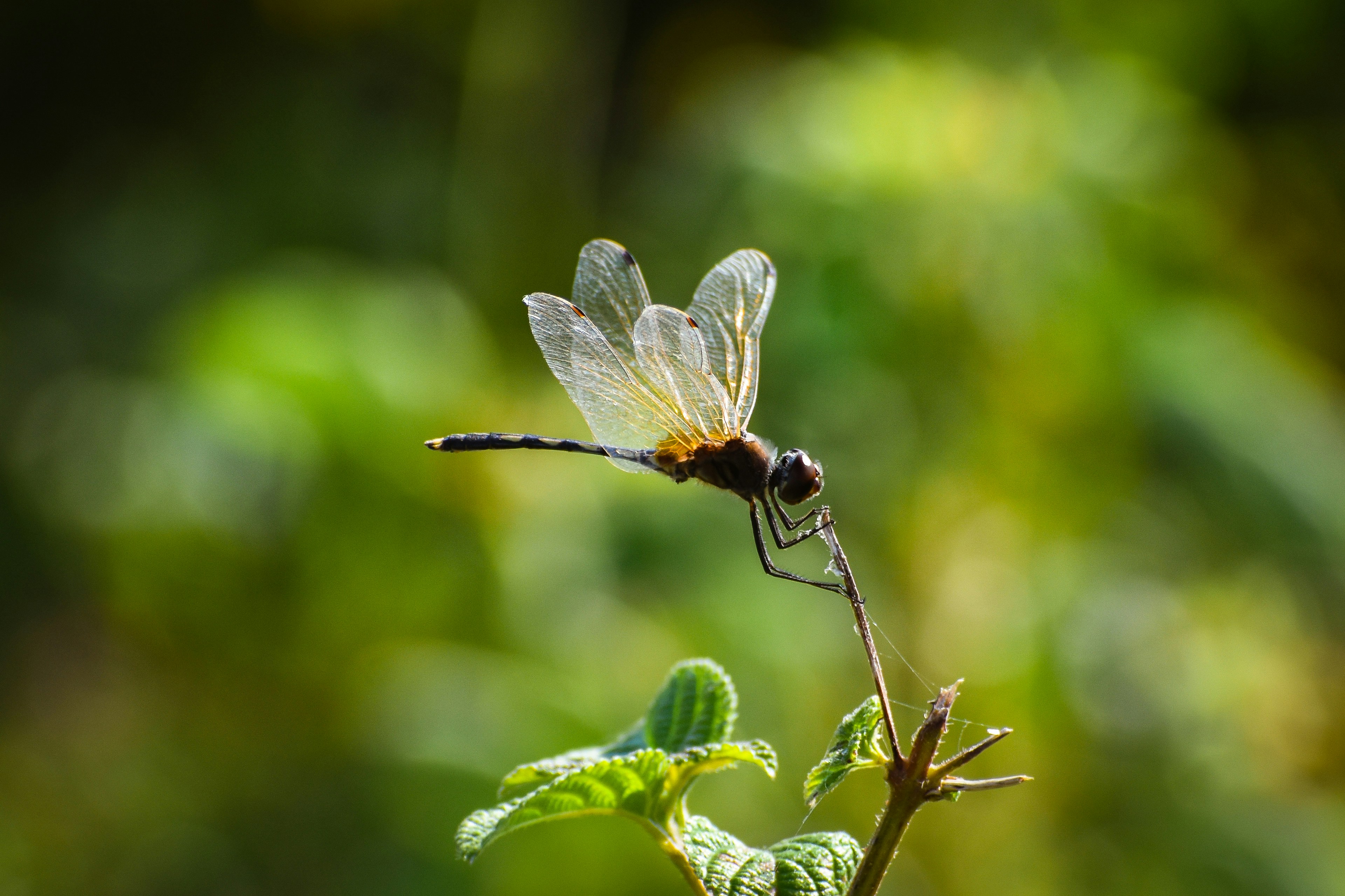 Macro Portrait: Dragonfly Framed by Emerald Bokeh